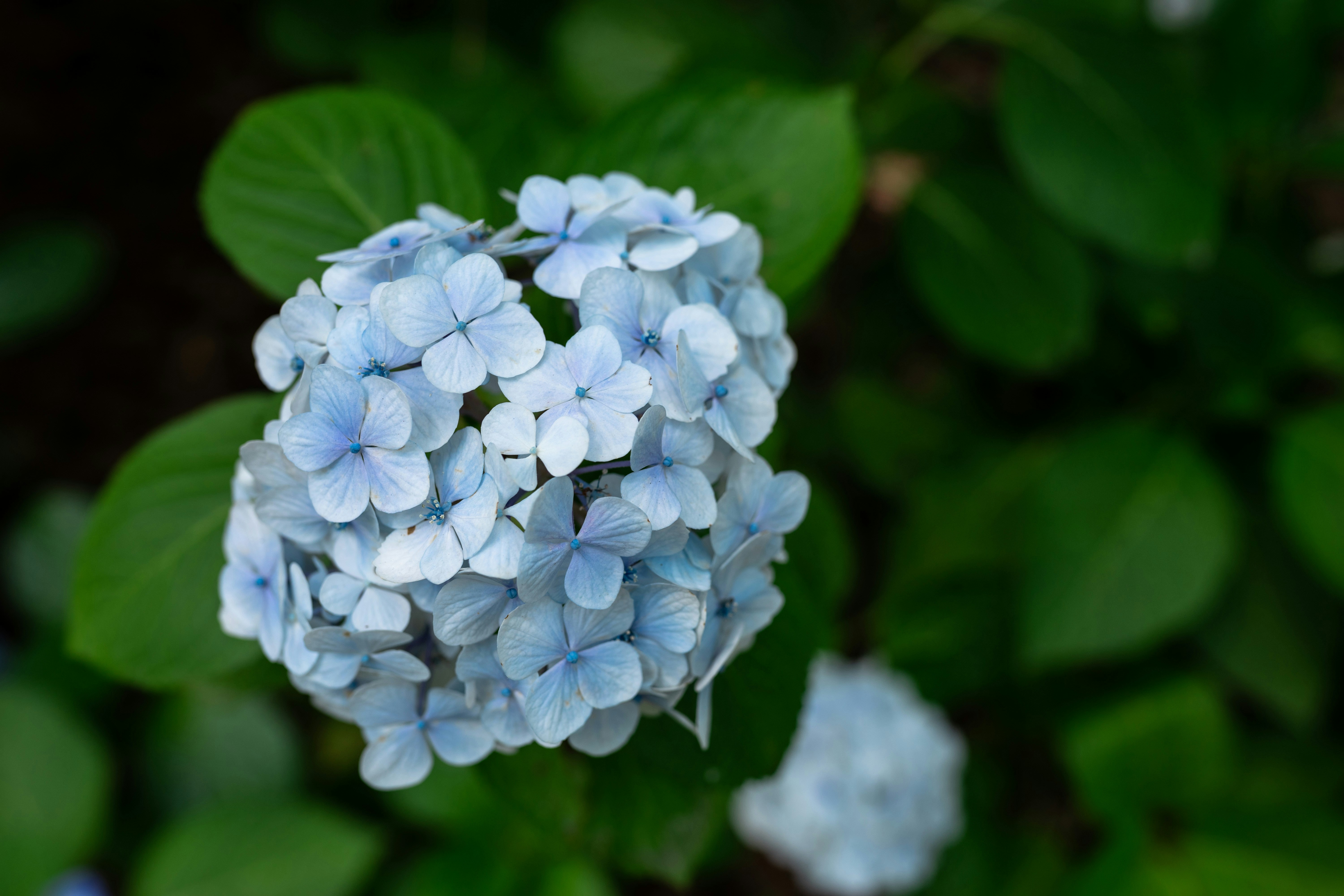 Cluster of pale blue hydrangea flowers surrounded by vibrant green leaves, showcasing nature's intricate beauty.