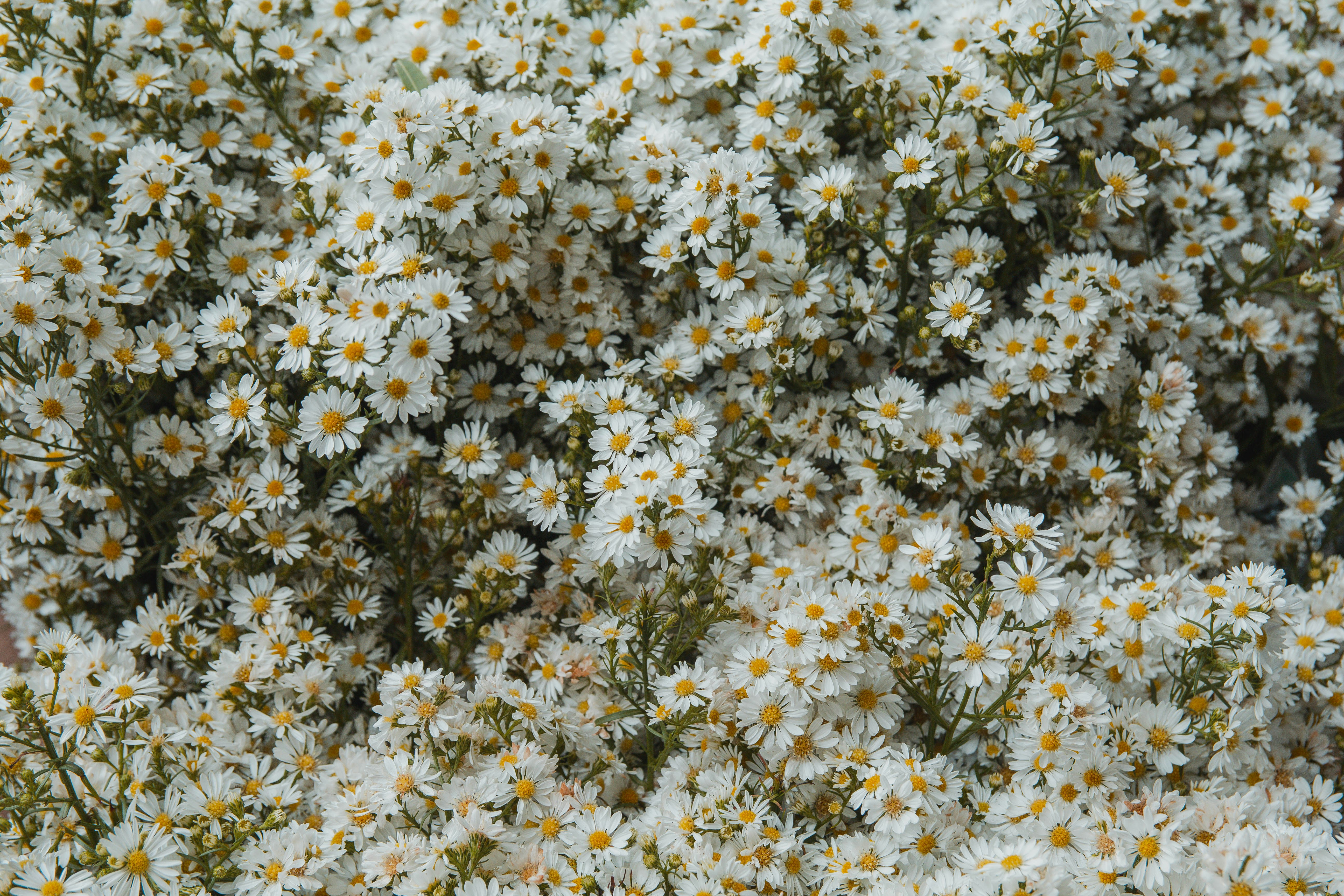 Dense clusters of white daisies with yellow centers create a vibrant floral tapestry. This natural display invites a sense of tranquility.