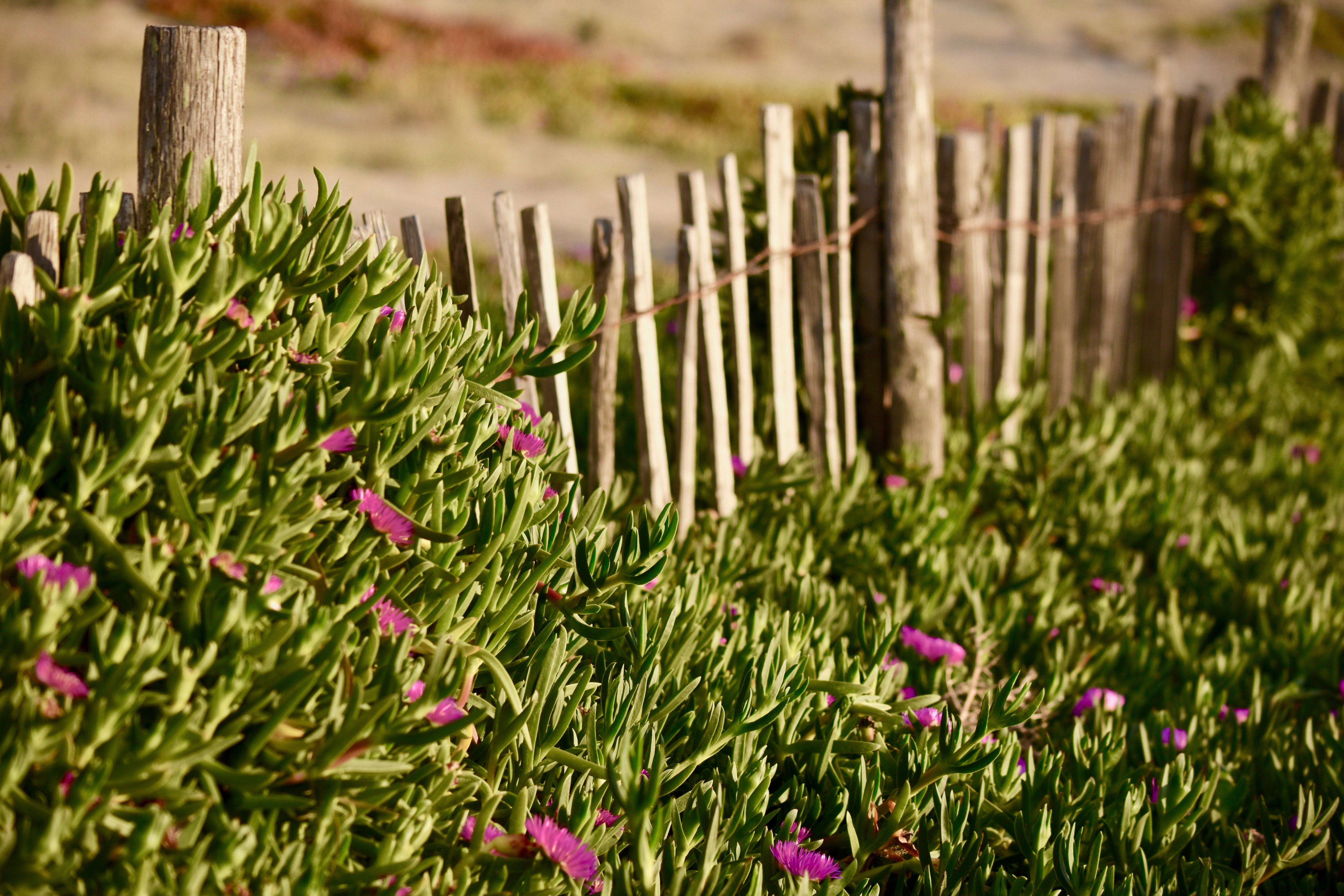 Vibrant green foliage adorned with purple flowers contrasts against a rustic wooden fence in a coastal setting.