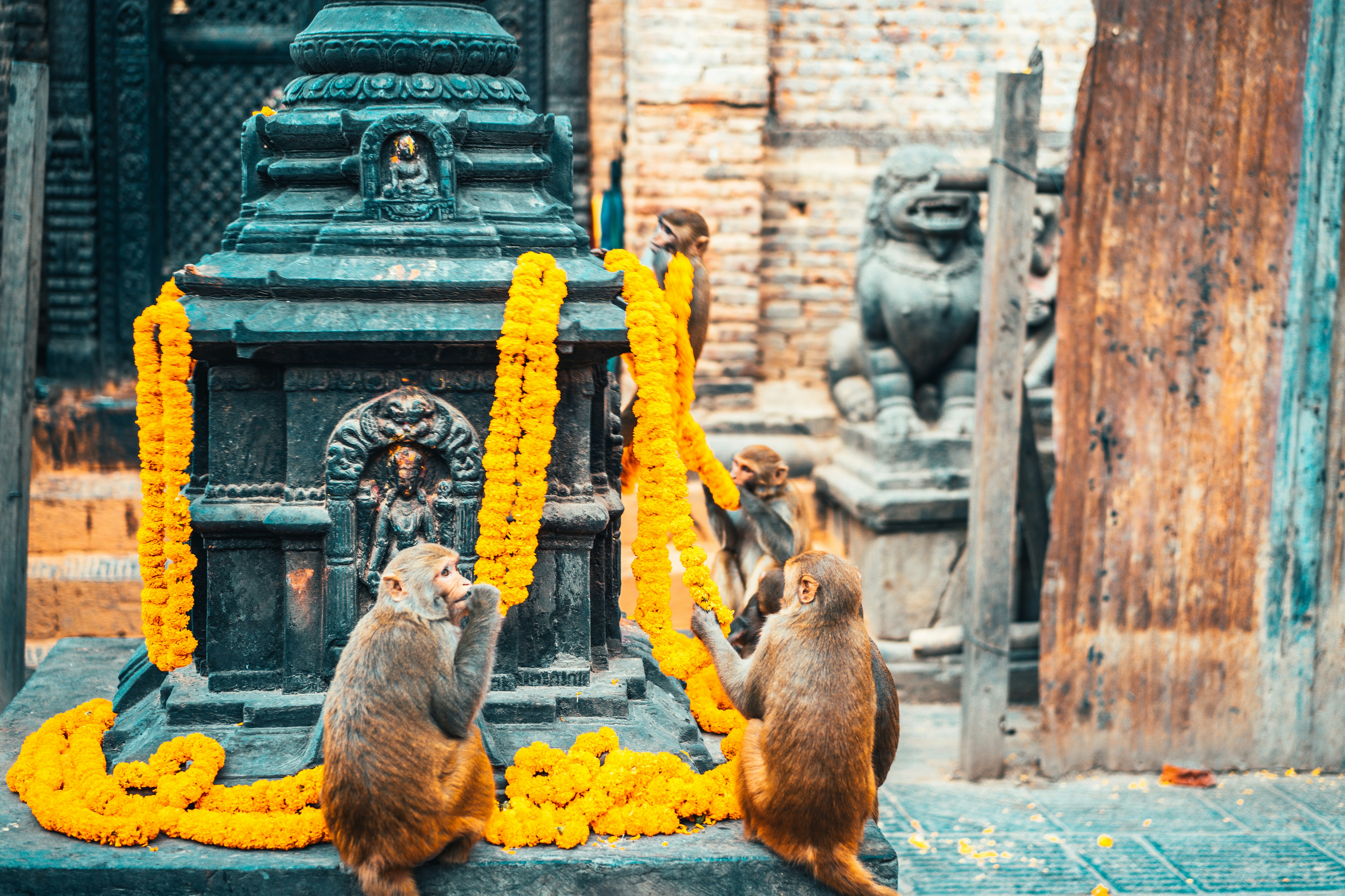 Three monkeys interact with a decorated altar, adorned with marigold flowers, in a historical setting. The scene captures a blend of wildlife and cultural reverence.