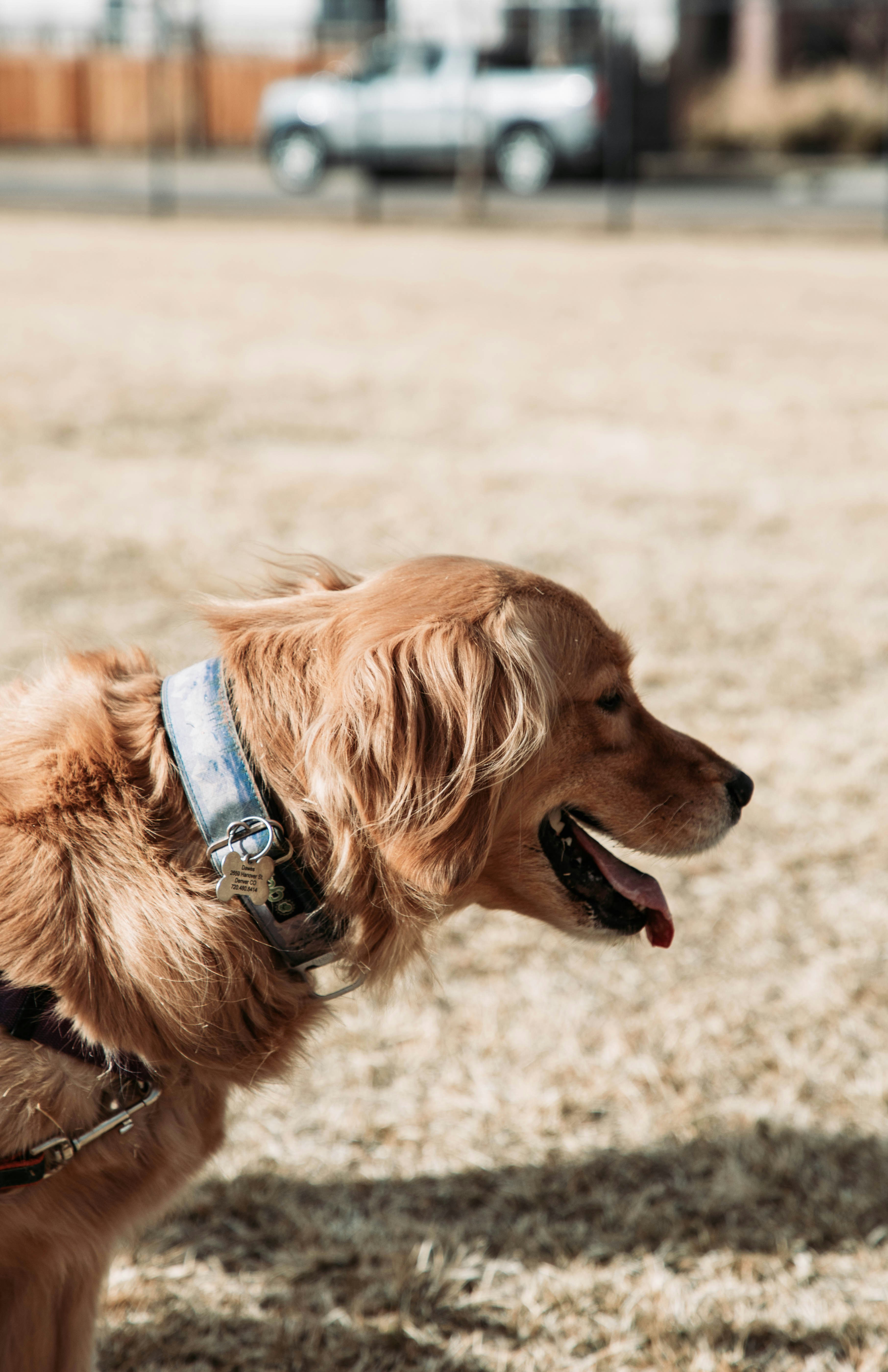 Golden retriever au collier bleu photo – Photo Denver Gratuite sur Unsplash