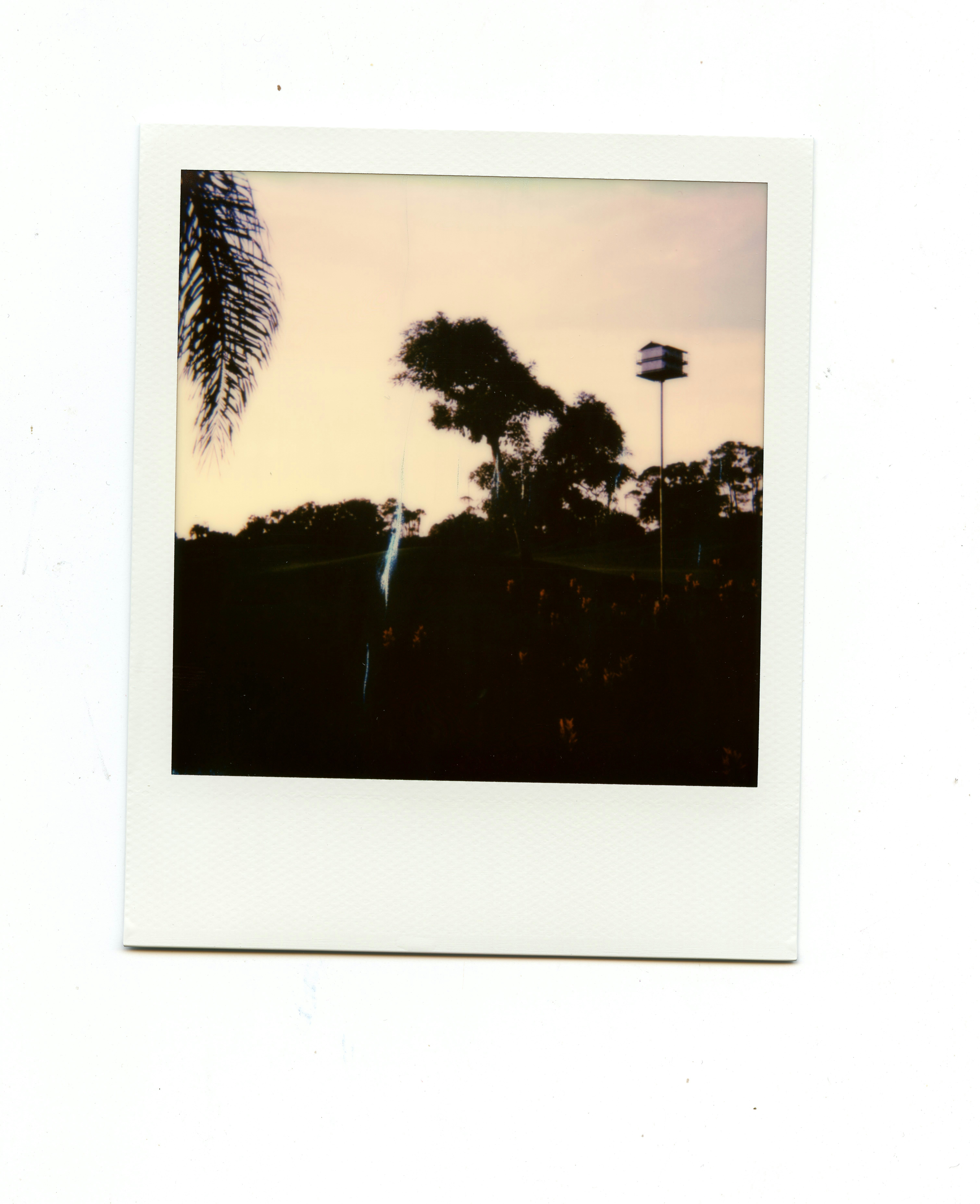 Palm tree near body of water painting photo – Free Tree Image on Unsplash