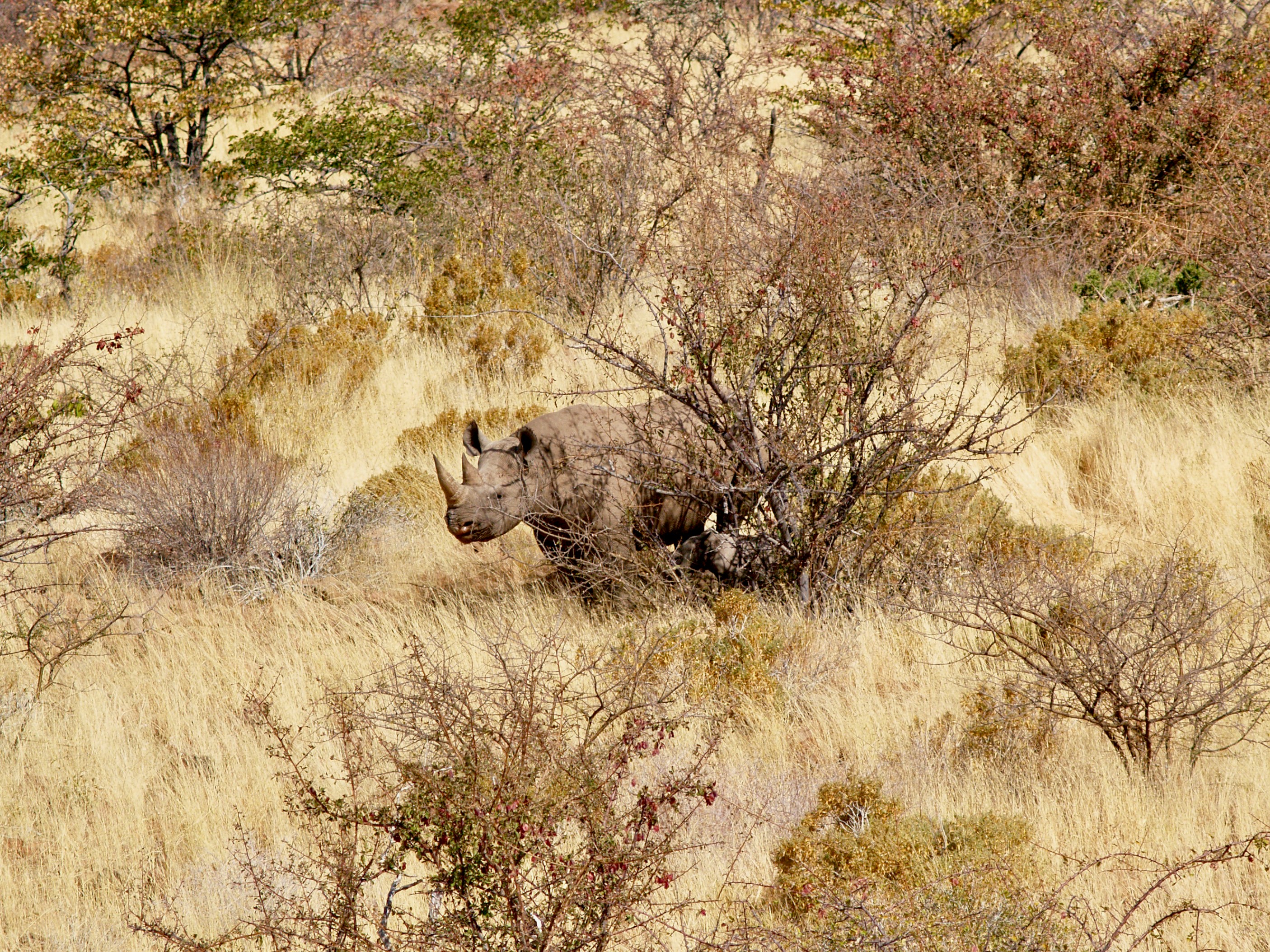 A rhinoceros partially concealed by dry brush in a golden savanna landscape, showcasing its natural habitat. The scene captures the essence of wildlife in a serene environment.