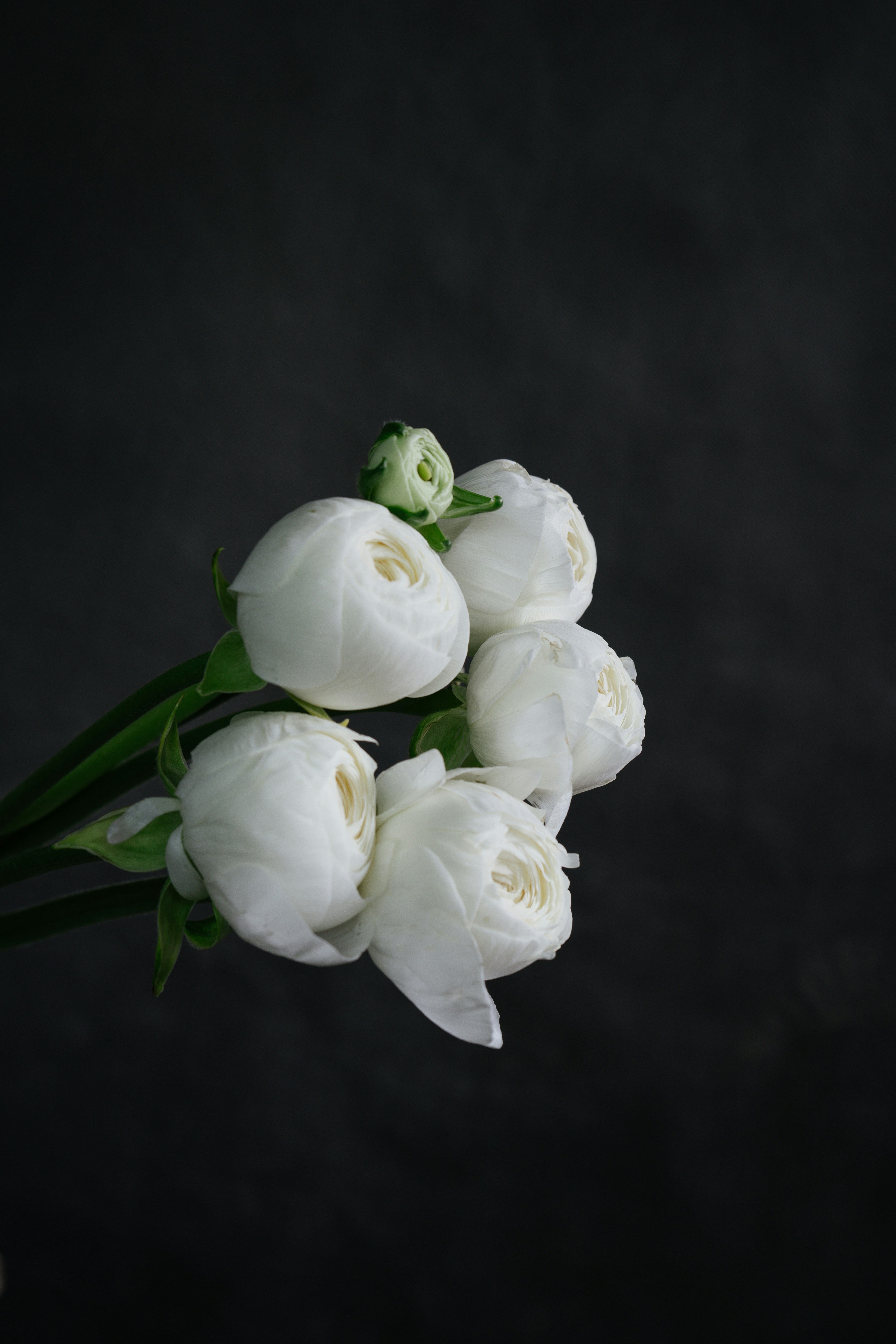 Velvet Night, White Peonies: a Quiet Studio Bouquet