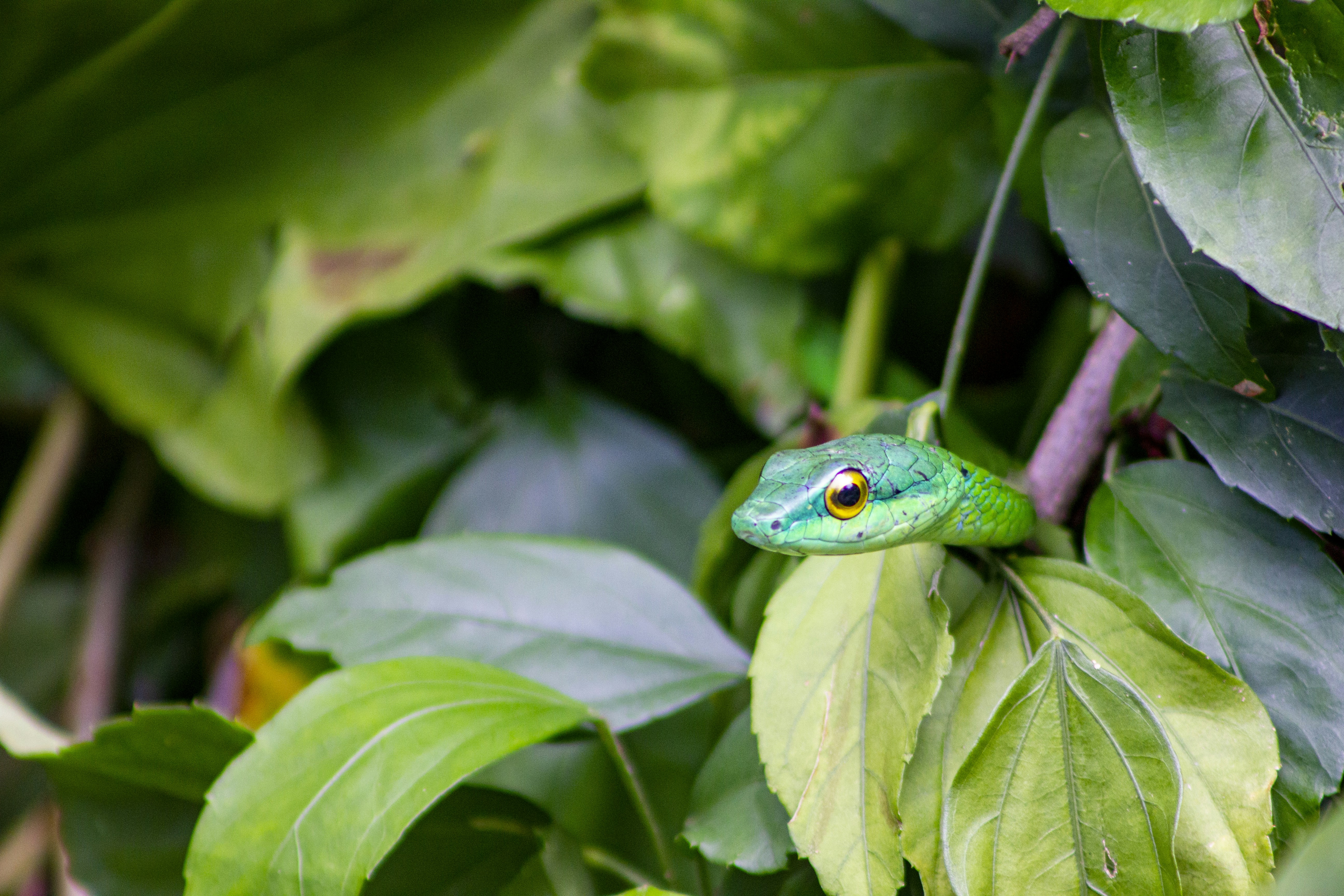 Green snake camouflaged within dense foliage in Costa Rica.