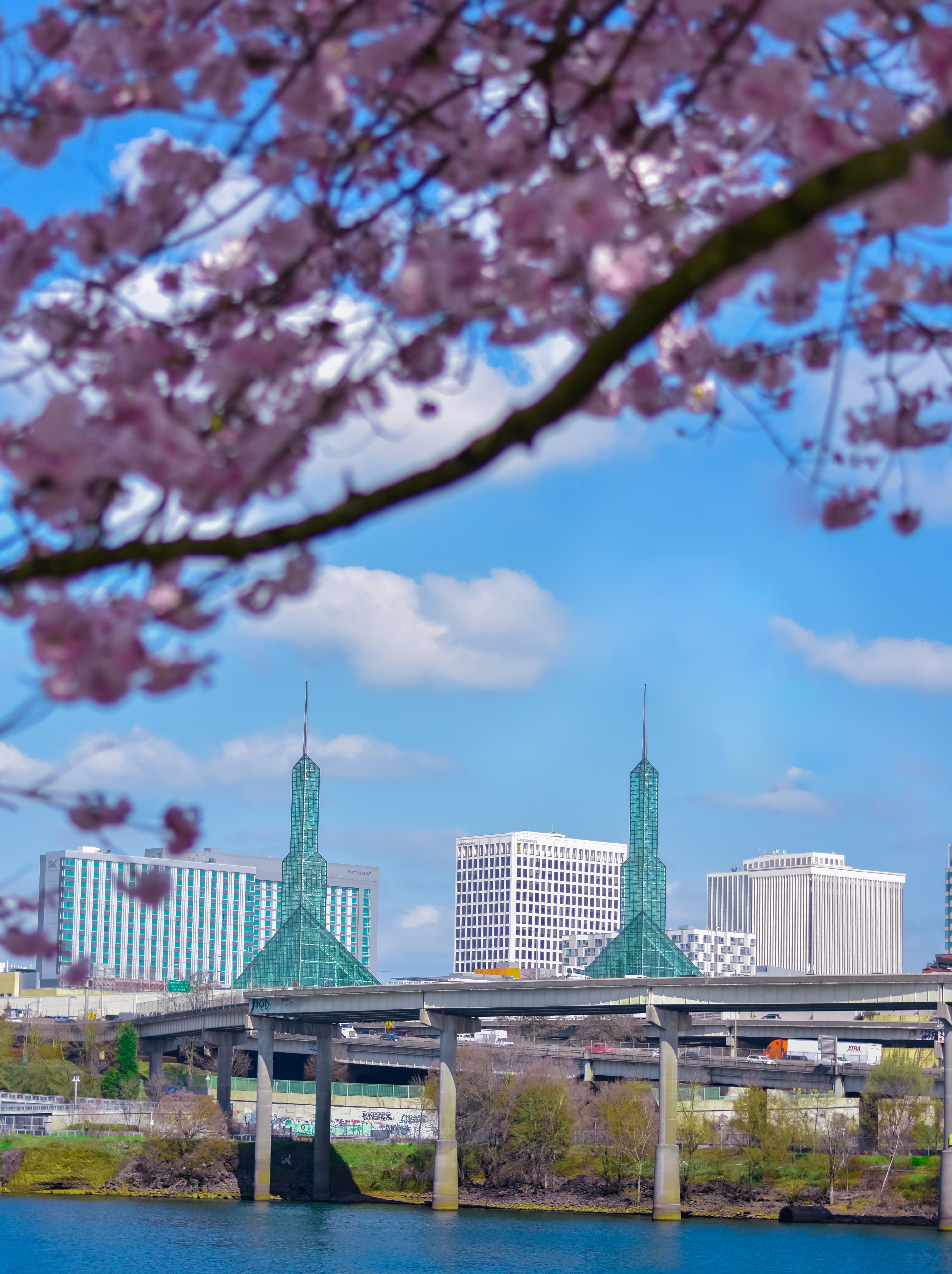 Cherry blossoms frame a modern city skyline with a prominent bridge over a serene river. The scene captures the harmonious blend of nature and urban architecture.