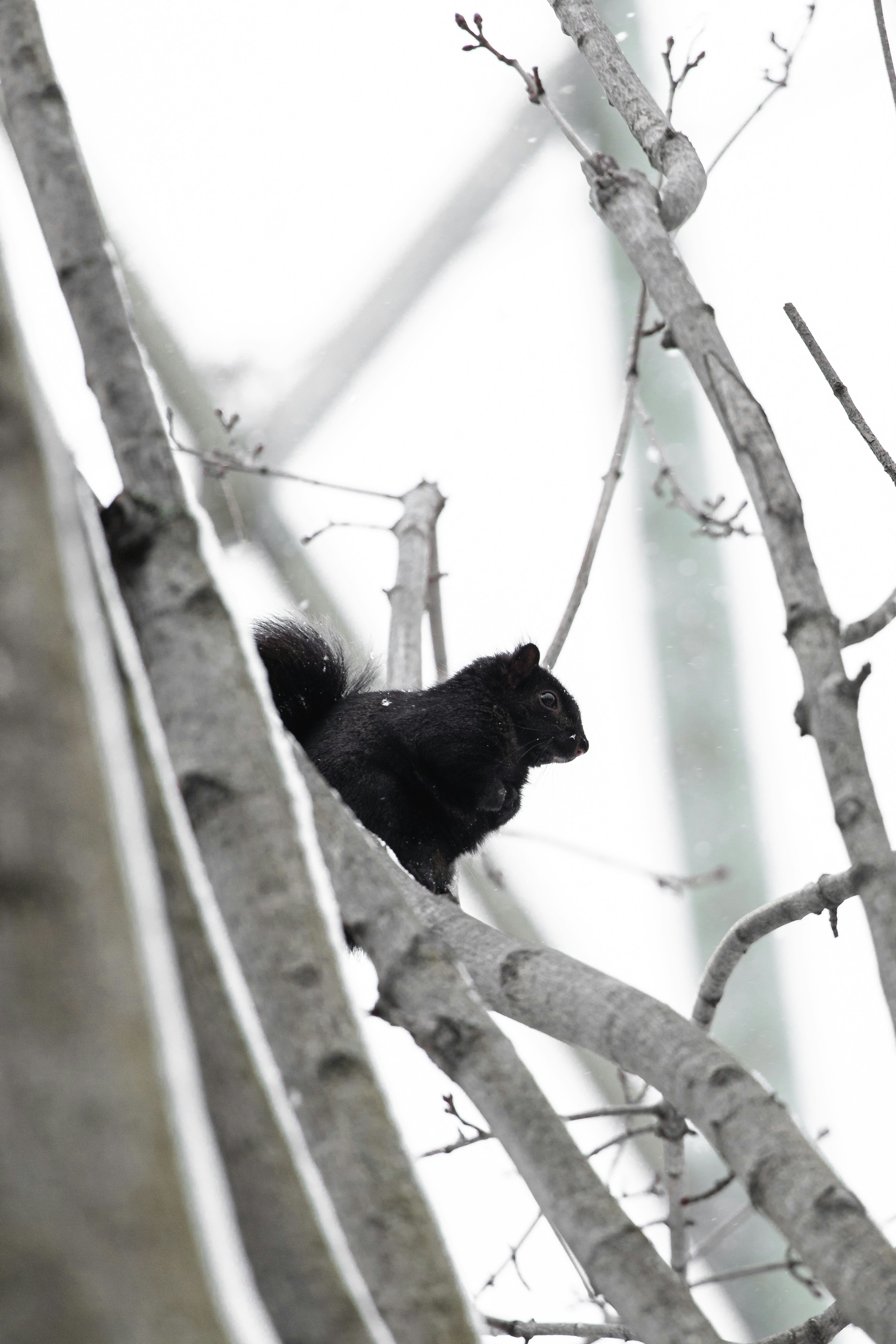 Black Squirrel Amid White Winter Branches