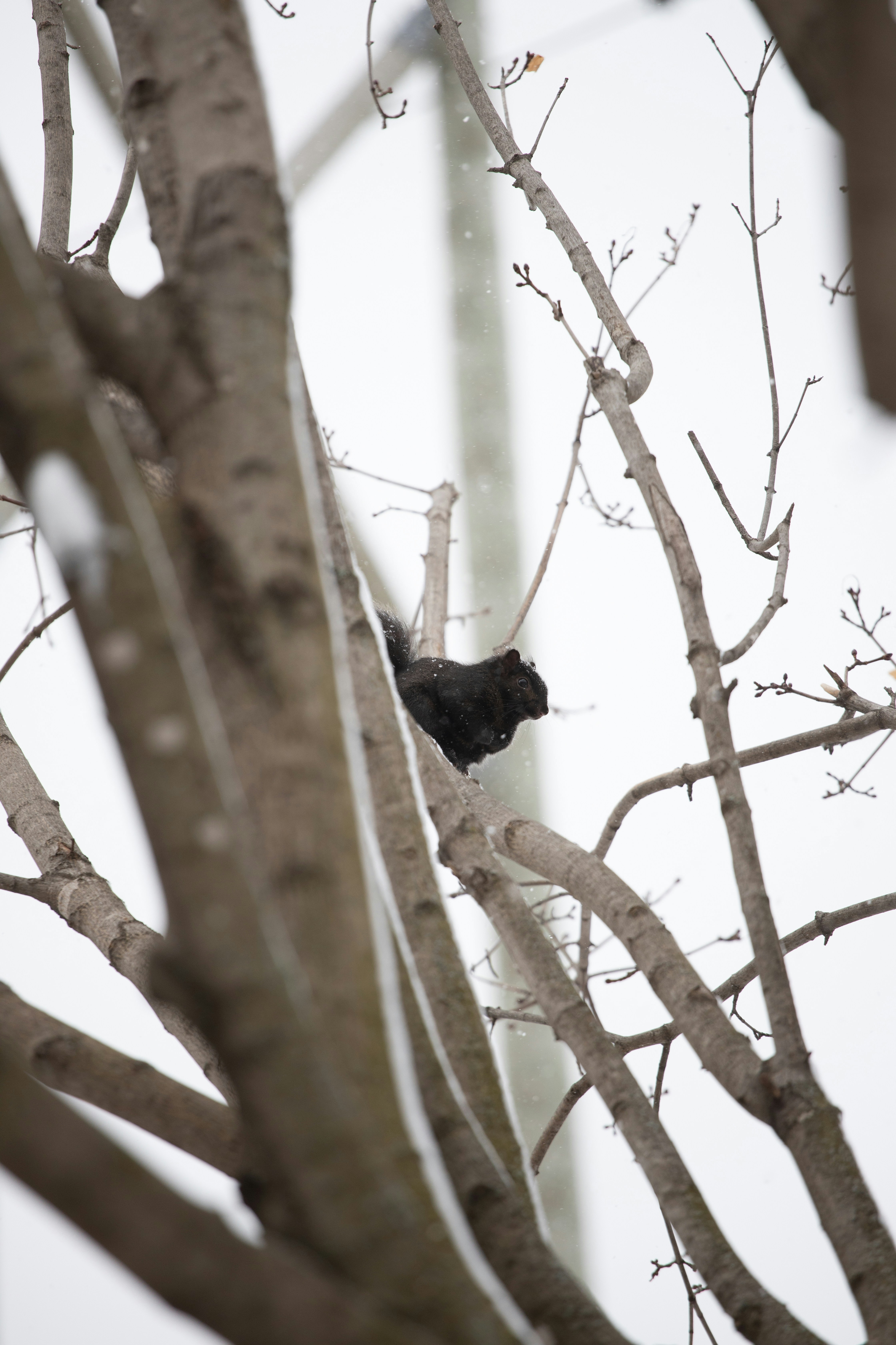 Black Squirrel Amid Snow-Lashed Branches