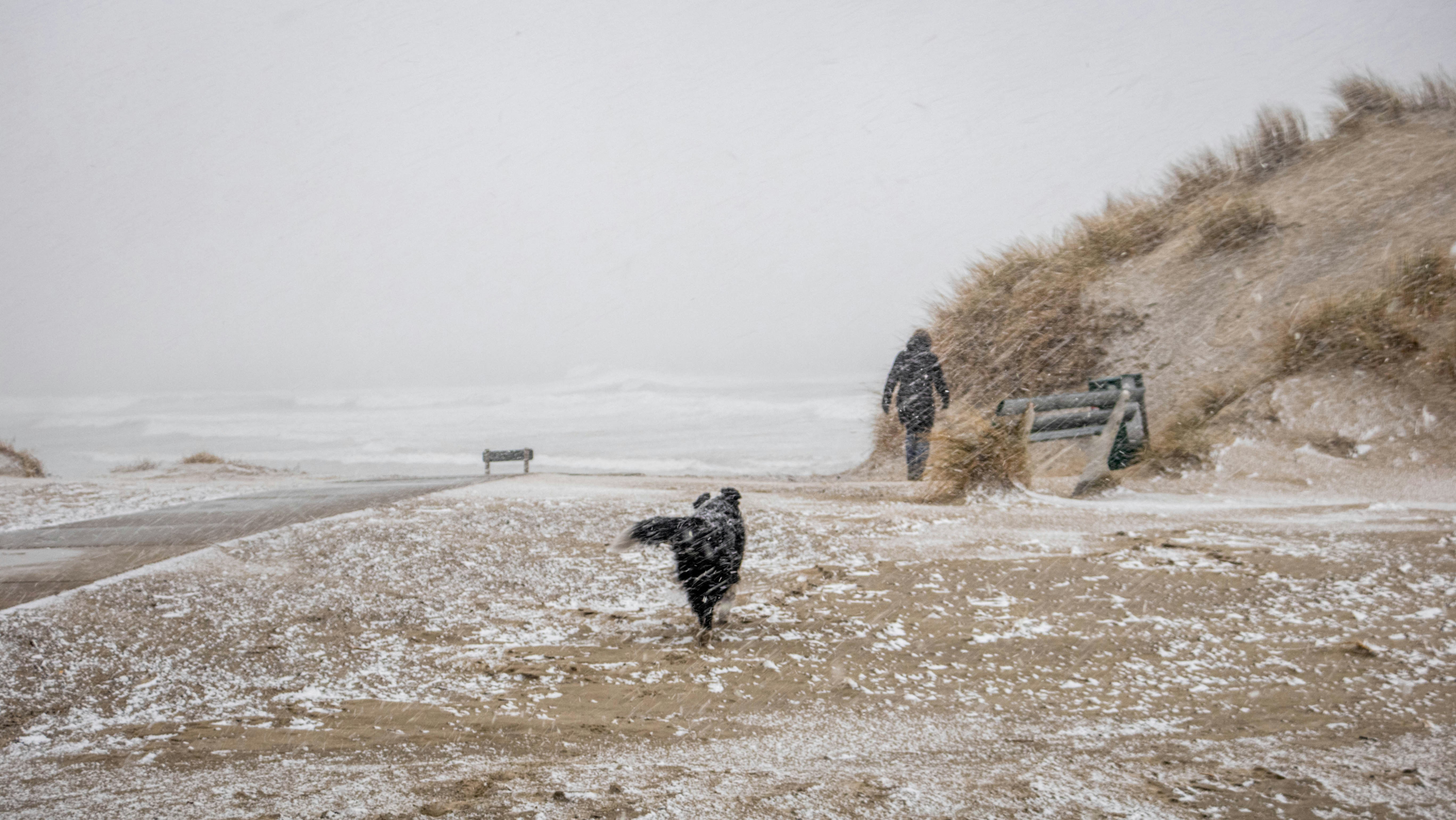 A black dog frolics in a snowy landscape while a figure walks in the background, illustrating the stark beauty of a winter storm.