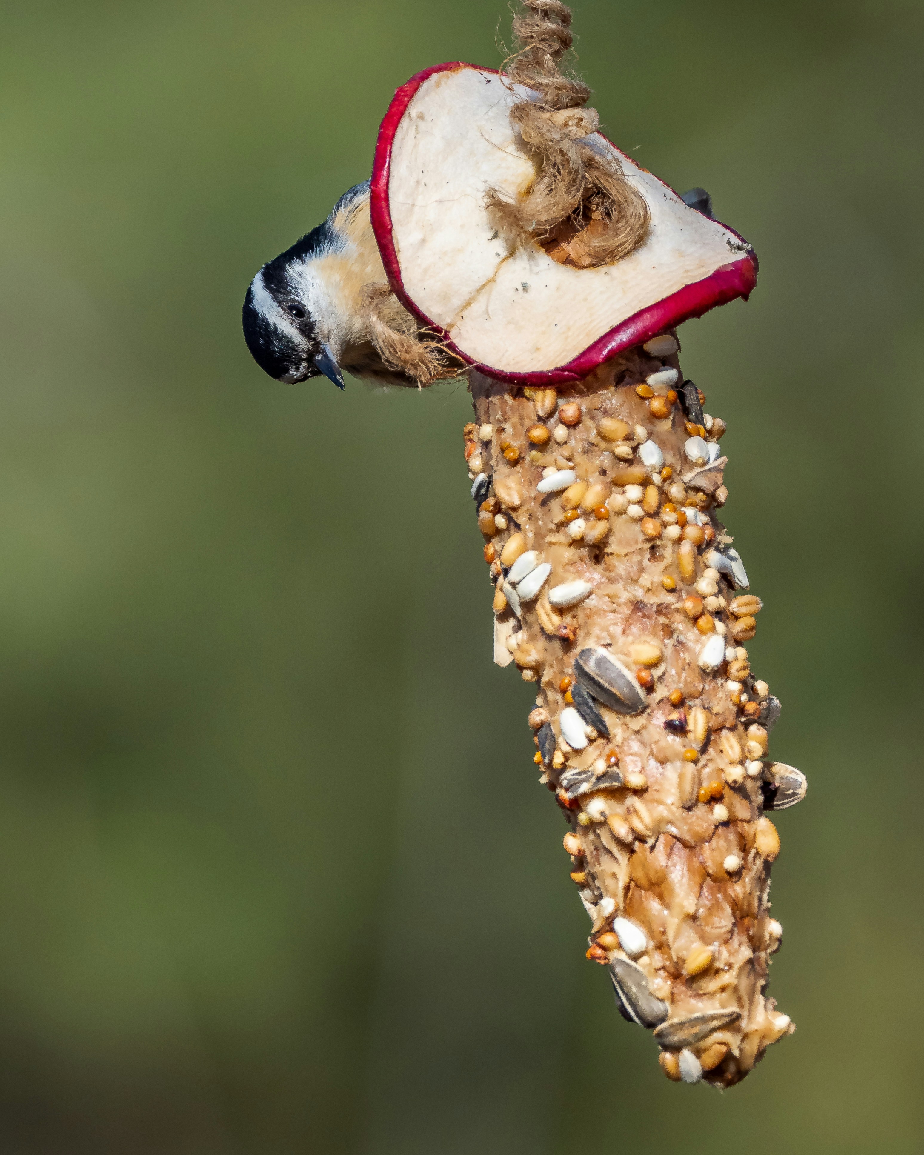 A bird perches on a seed-filled hanging treat, with a slice of apple adorning the top. The scene captures a moment of wildlife interaction with human-made feeders.