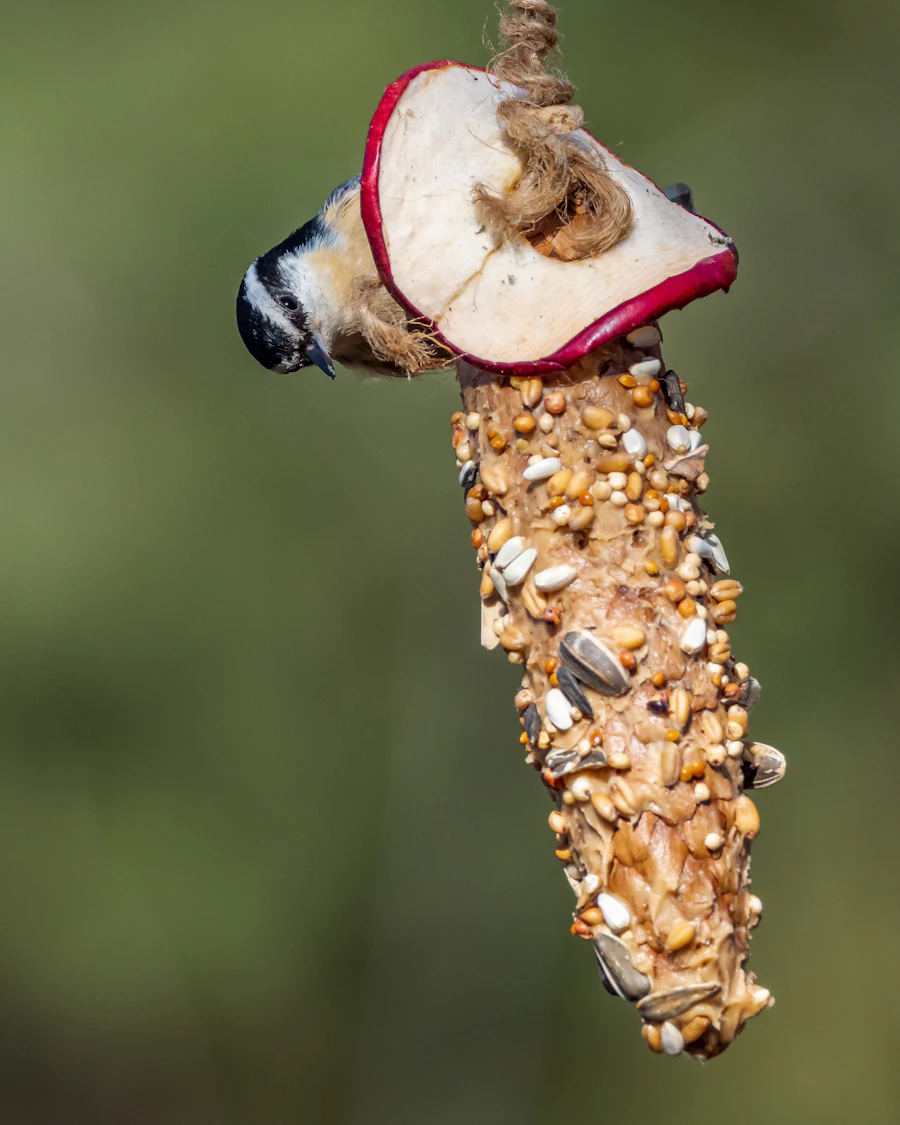 Small bird clings to a seed-covered suet feeder, peeking out from behind the hanging block. Soft green background keeps the subject isolated.
