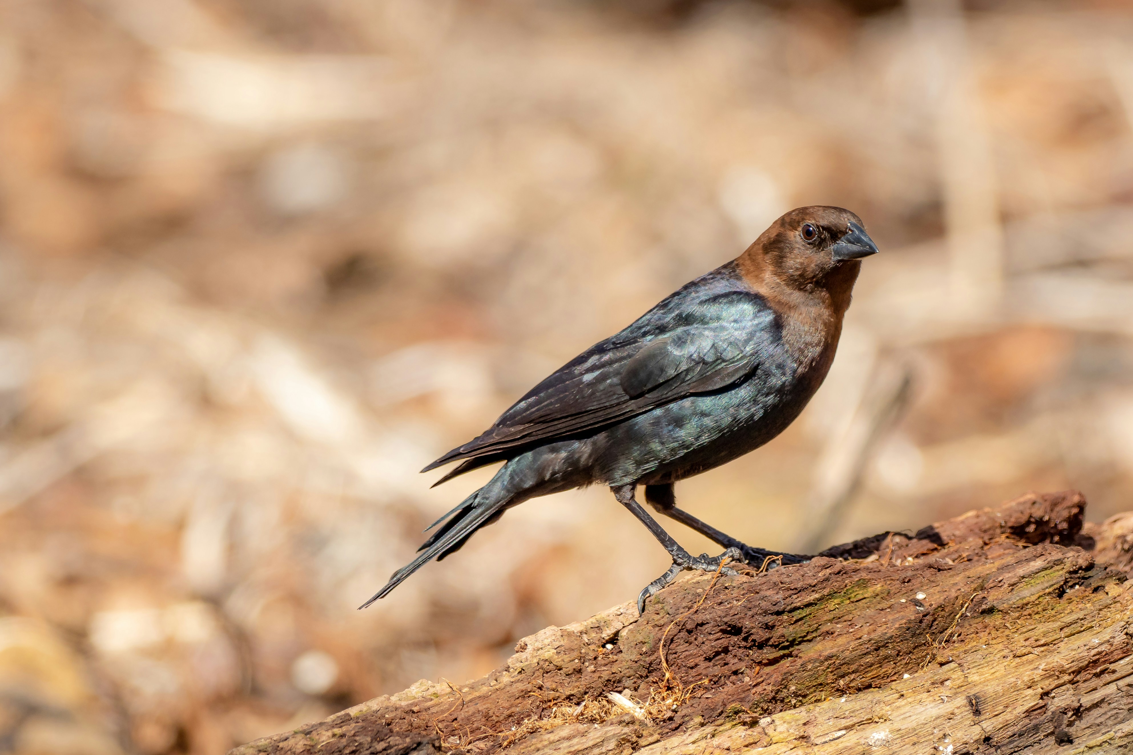 Brown-headed cowbird perched on a mossy log amidst a blurred natural background.
