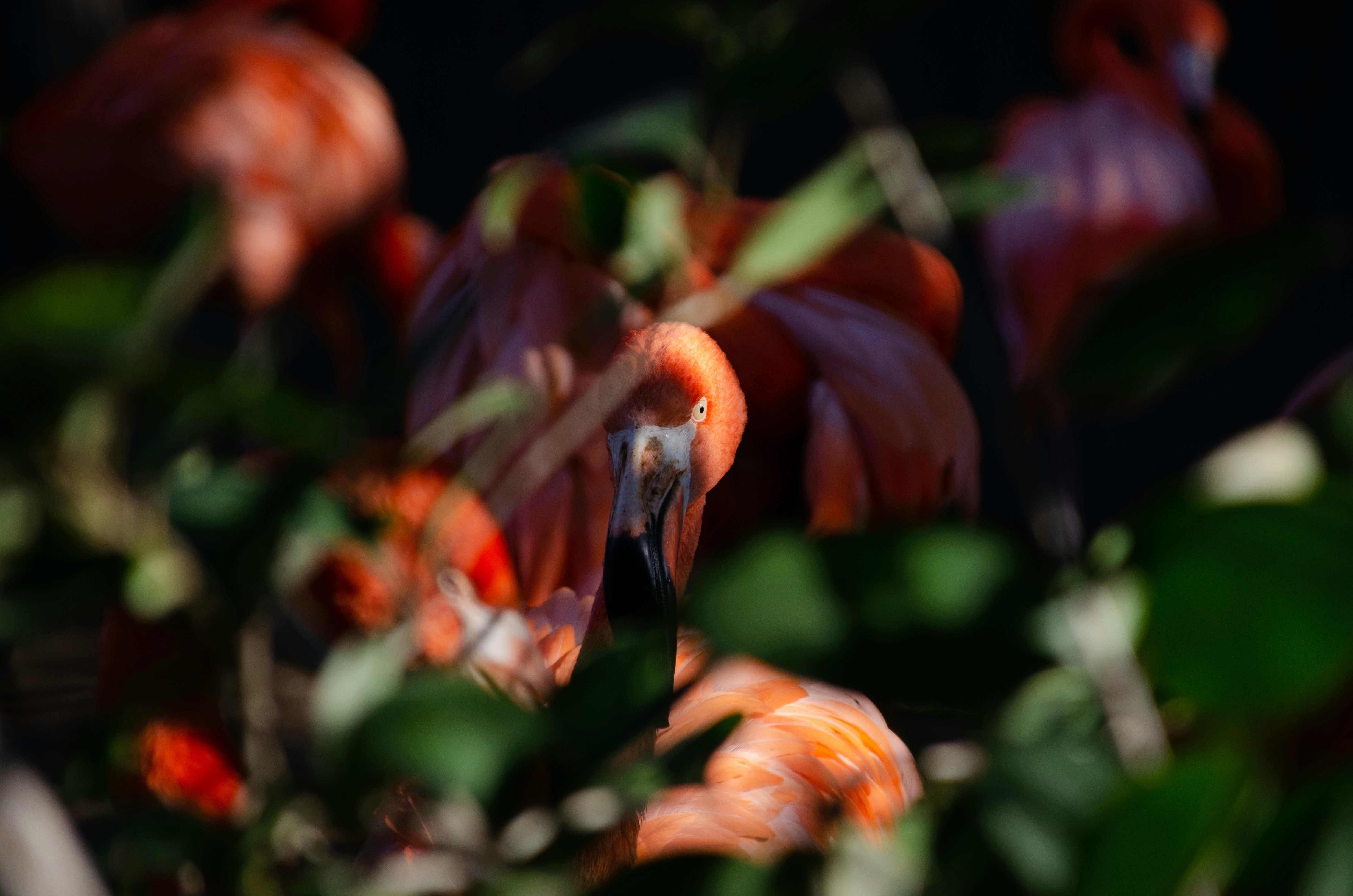 Veiled Spotlight: A Flamingo Emerges from Dusky Foliage