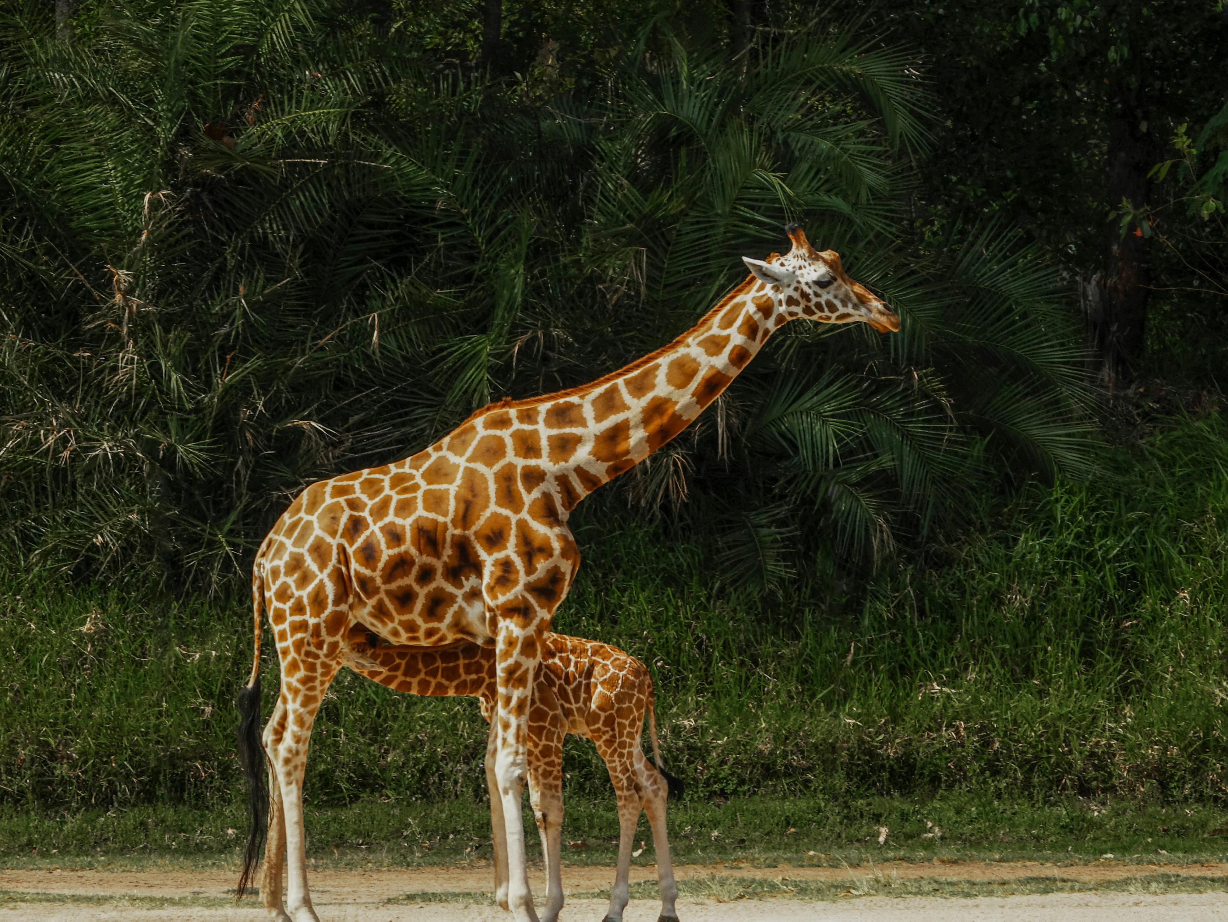A tall giraffe towers over a smaller calf, both framed by lush greenery in a serene setting.