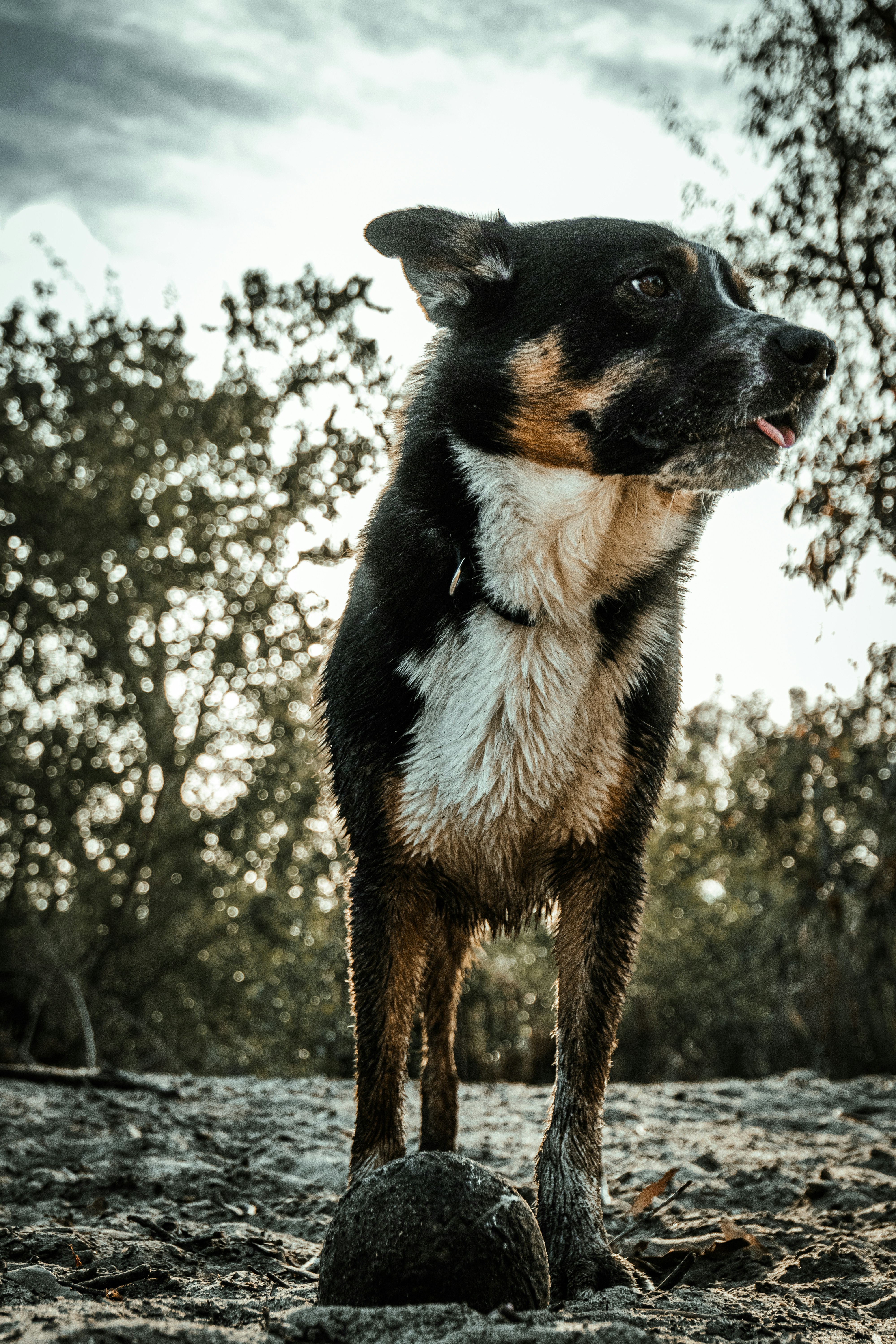 Cane nero bianco e marrone con pelo corto foto – Cane Immagine gratuita ...