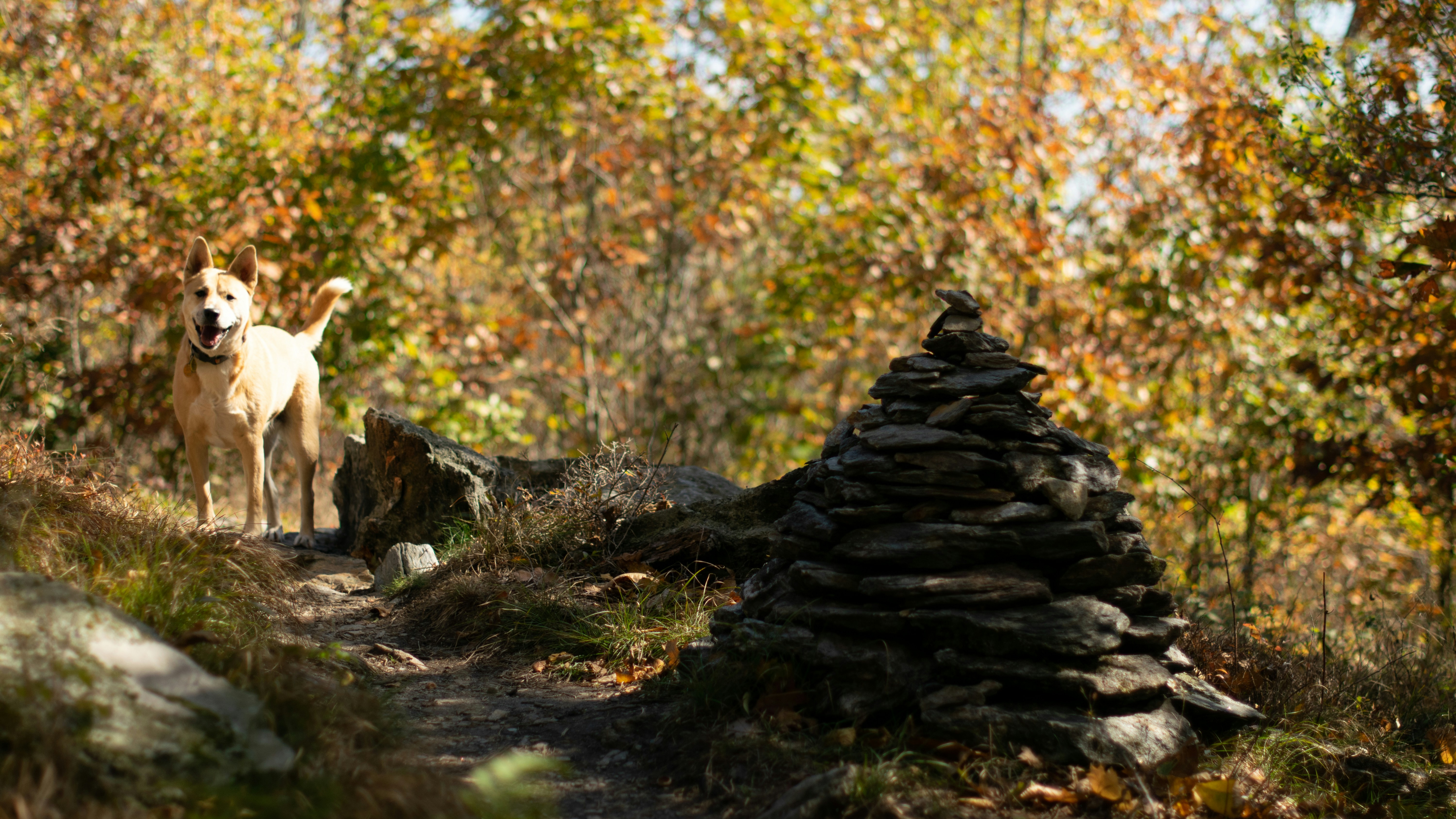 A playful dog stands on a forest path adorned with vibrant autumn foliage, next to a carefully stacked stone cairn.