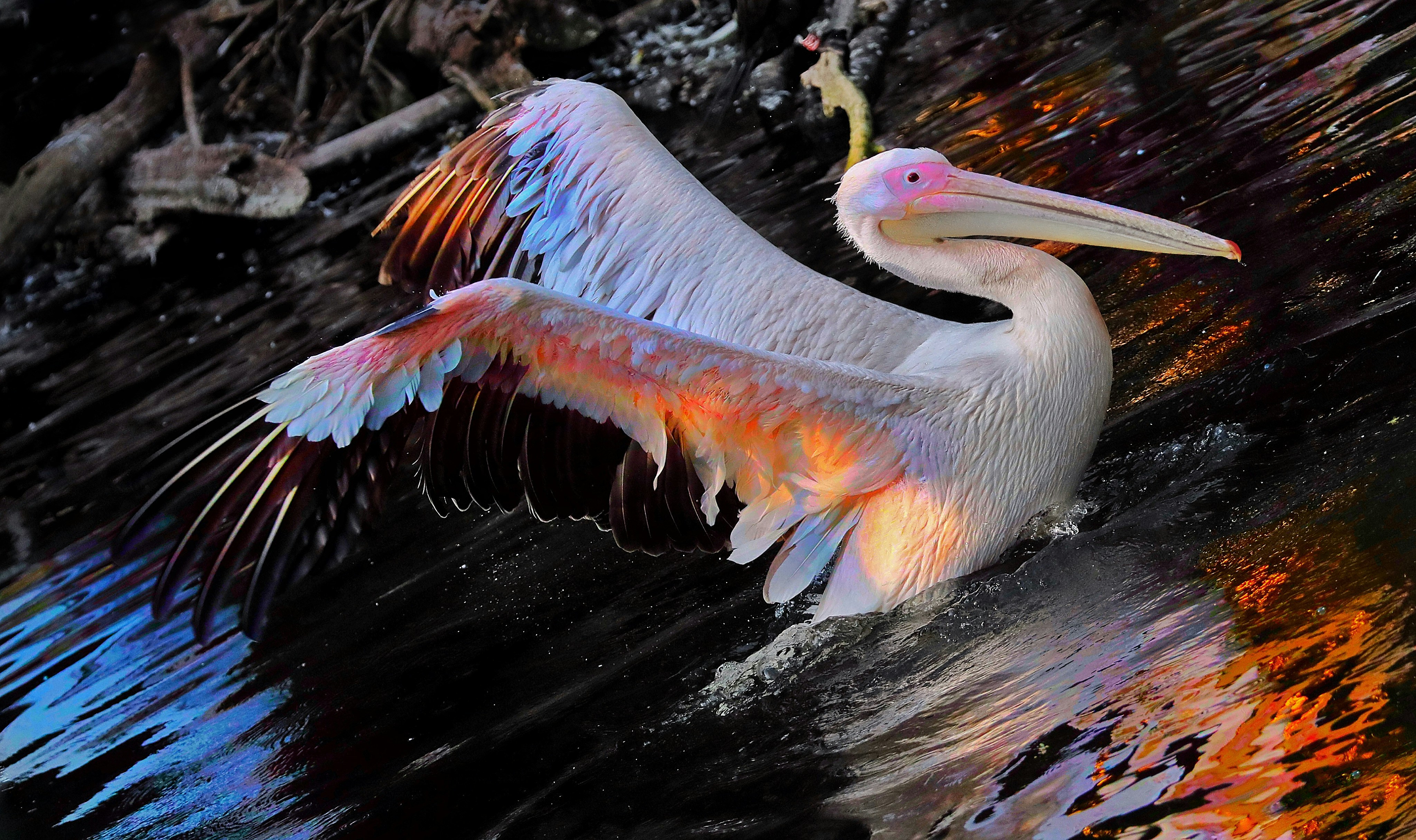 A pelican splashes down into the water, wings spread wide, showcasing vibrant colors reflecting off the surface. The scene captures the dynamic movement and beauty of the bird in its natural habitat.