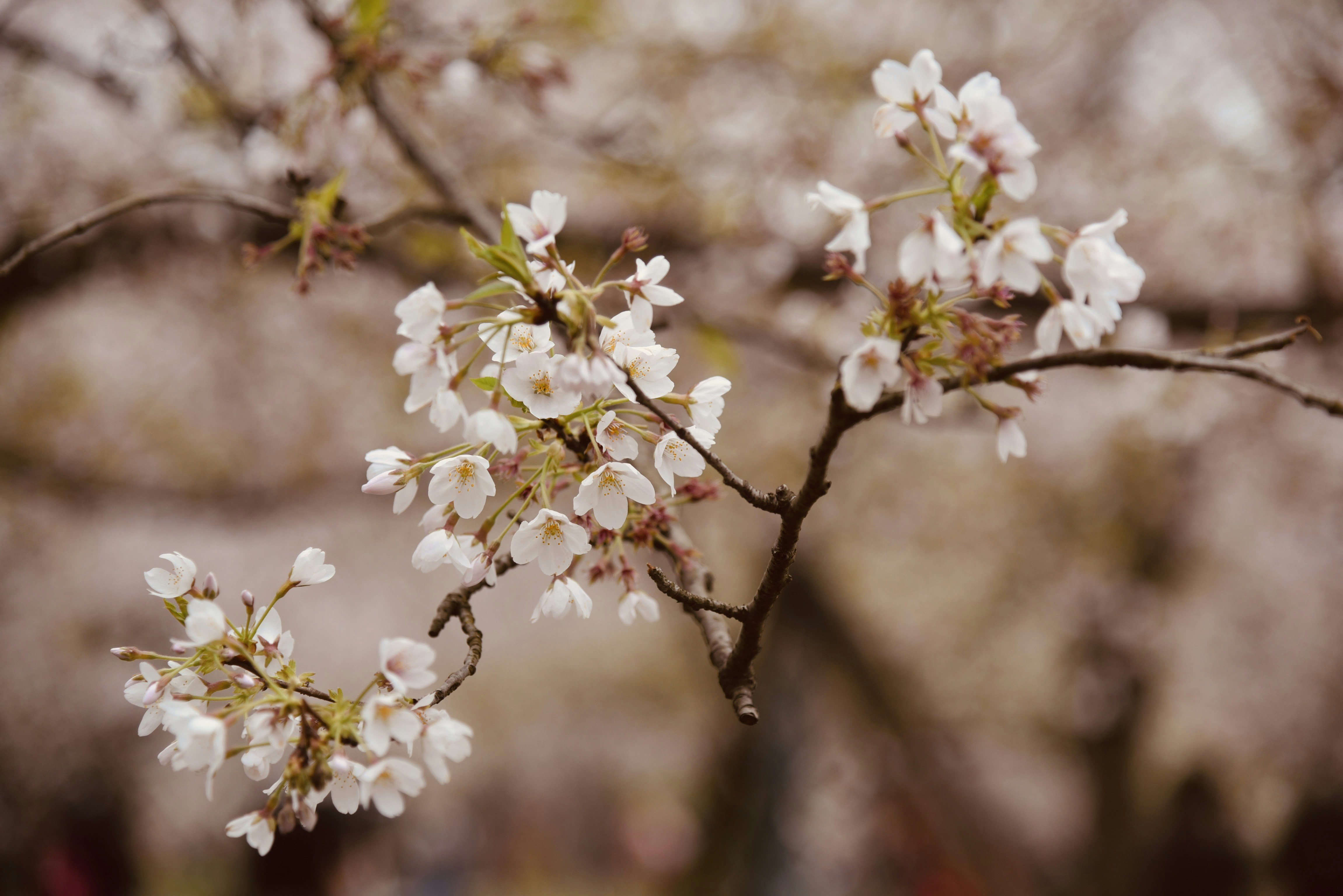 Delicate cherry blossoms on a branch, softly blurred background creating a tranquil scene.