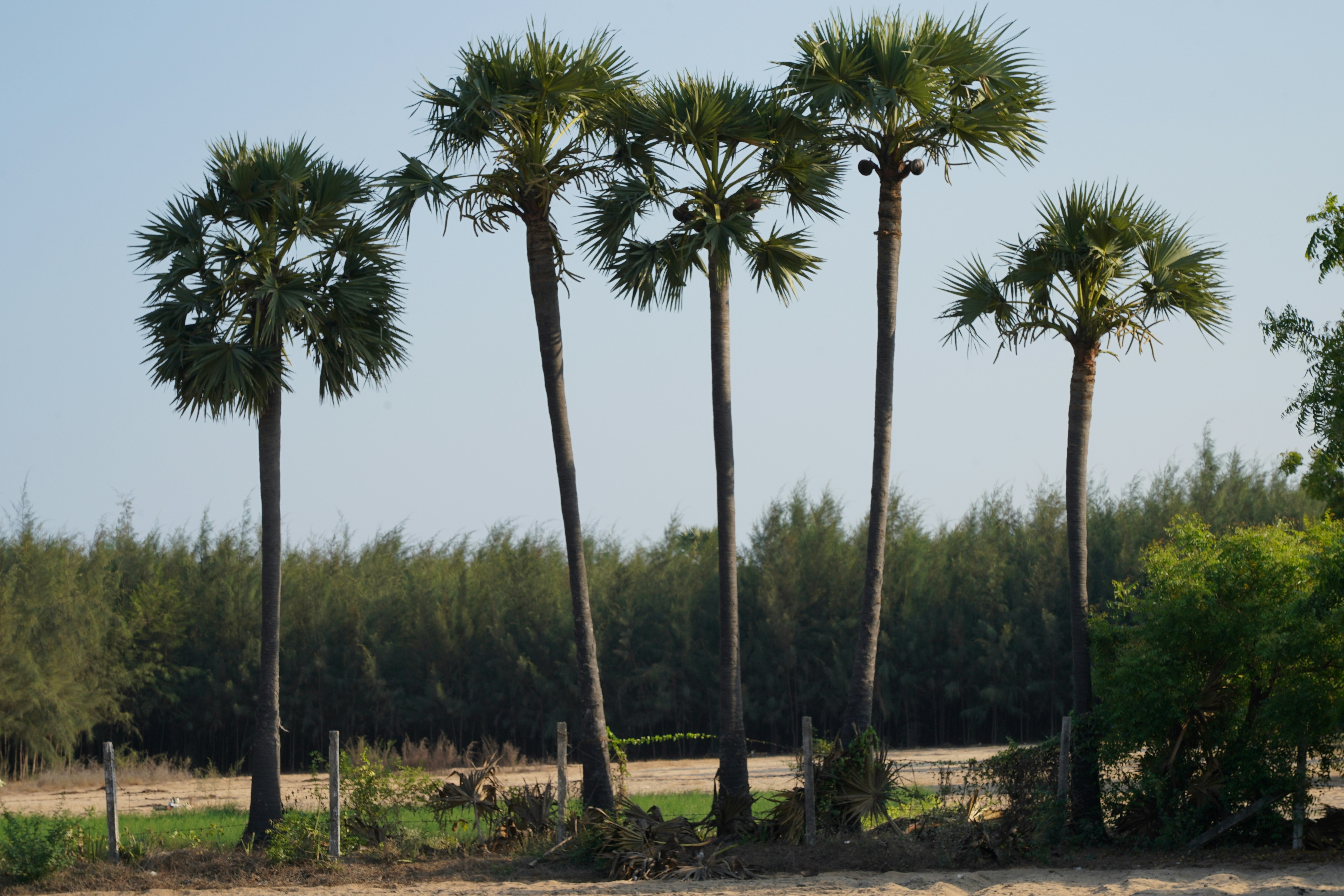 Five tall palm trees stand against a backdrop of lush greenery, embodying the tranquility of a coastal landscape.