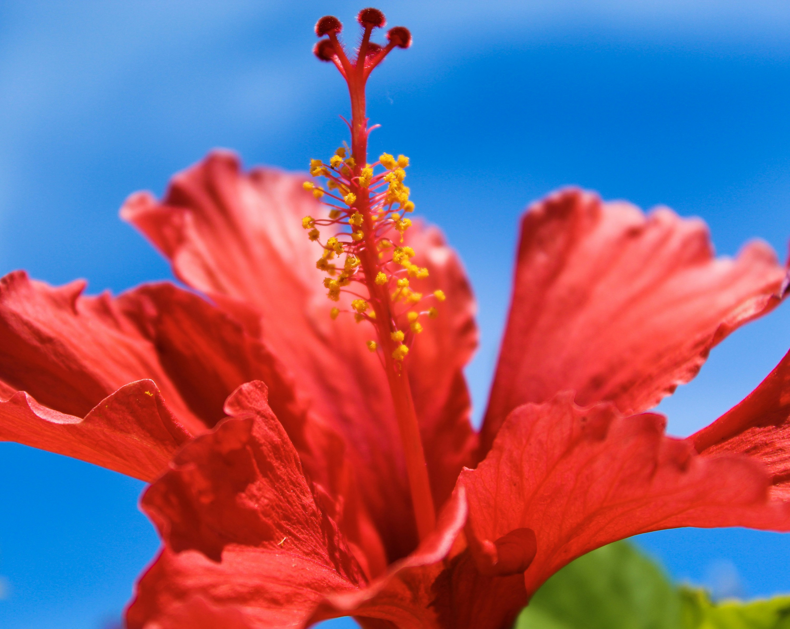 Crimson Hibiscus Crown: Close-Up of a Red Petal Burst Against a Velvet Blue Sky