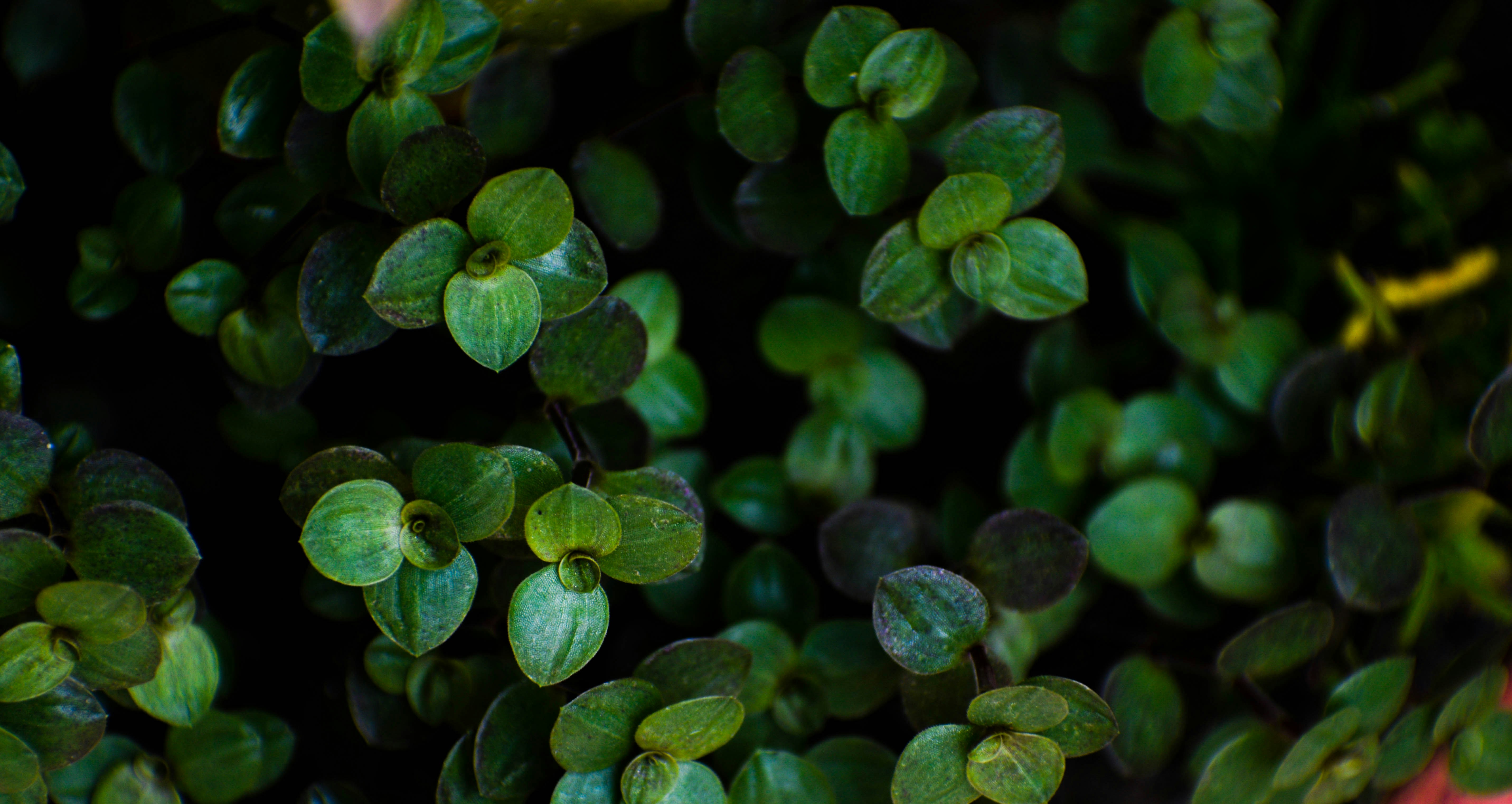 Lush green leaves intertwining in a dense arrangement, showcasing the beauty of foliage. The composition highlights the intricate patterns and textures of the leaves.