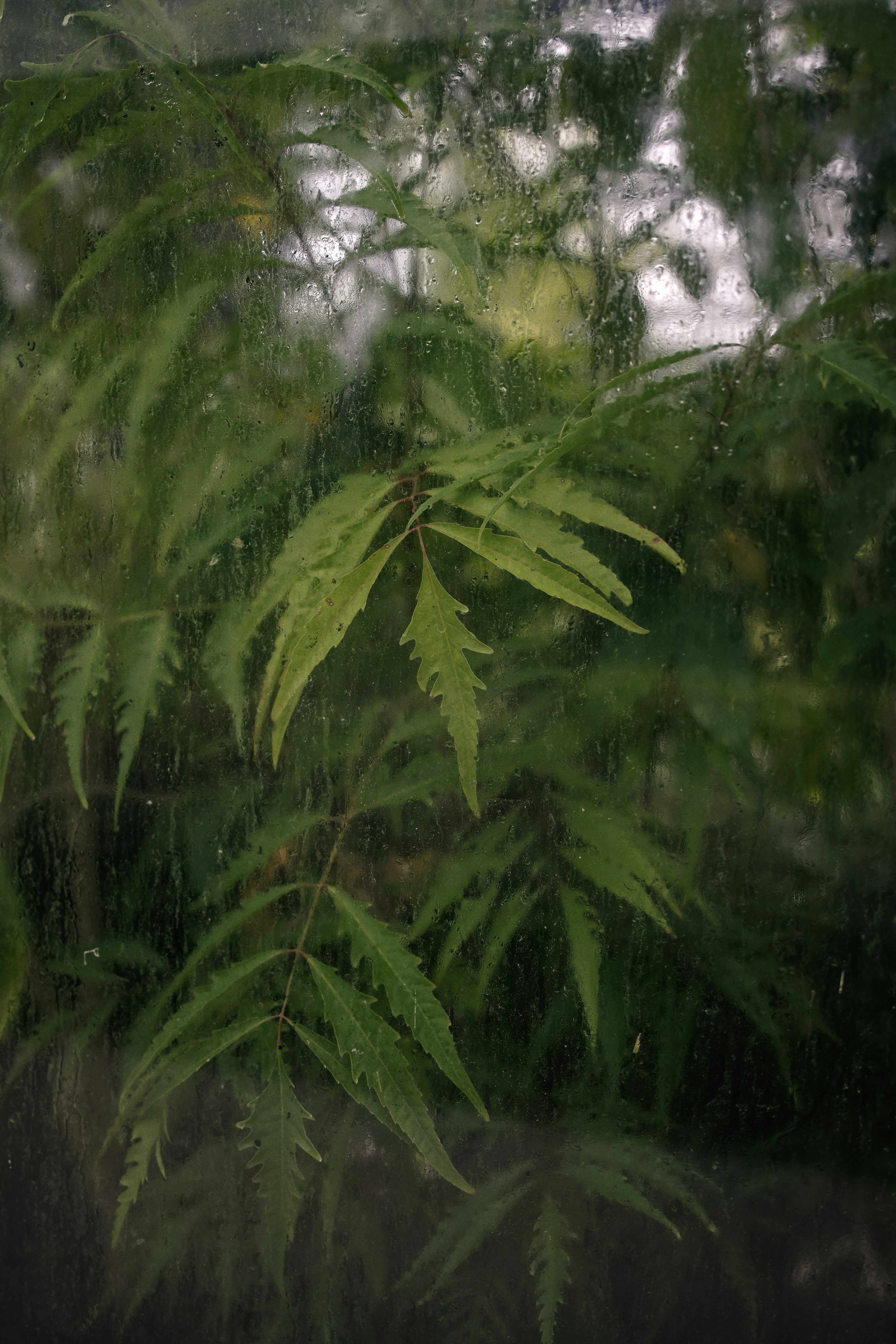 Fern Fronds Behind Rain-Glazed Glass
