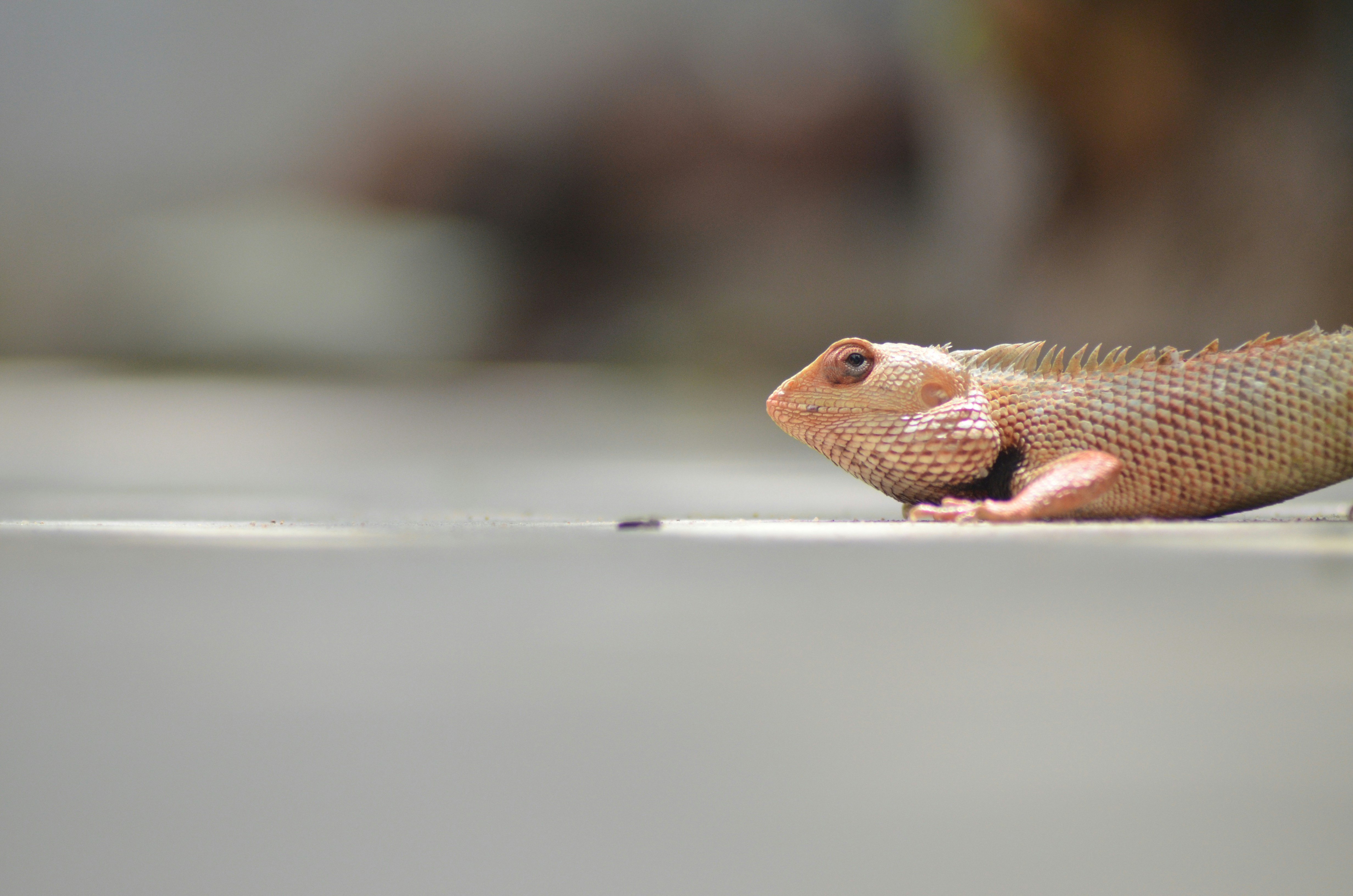 A lizard rests on a sunlit surface, showcasing its textured skin and vibrant colors against a softly blurred background.