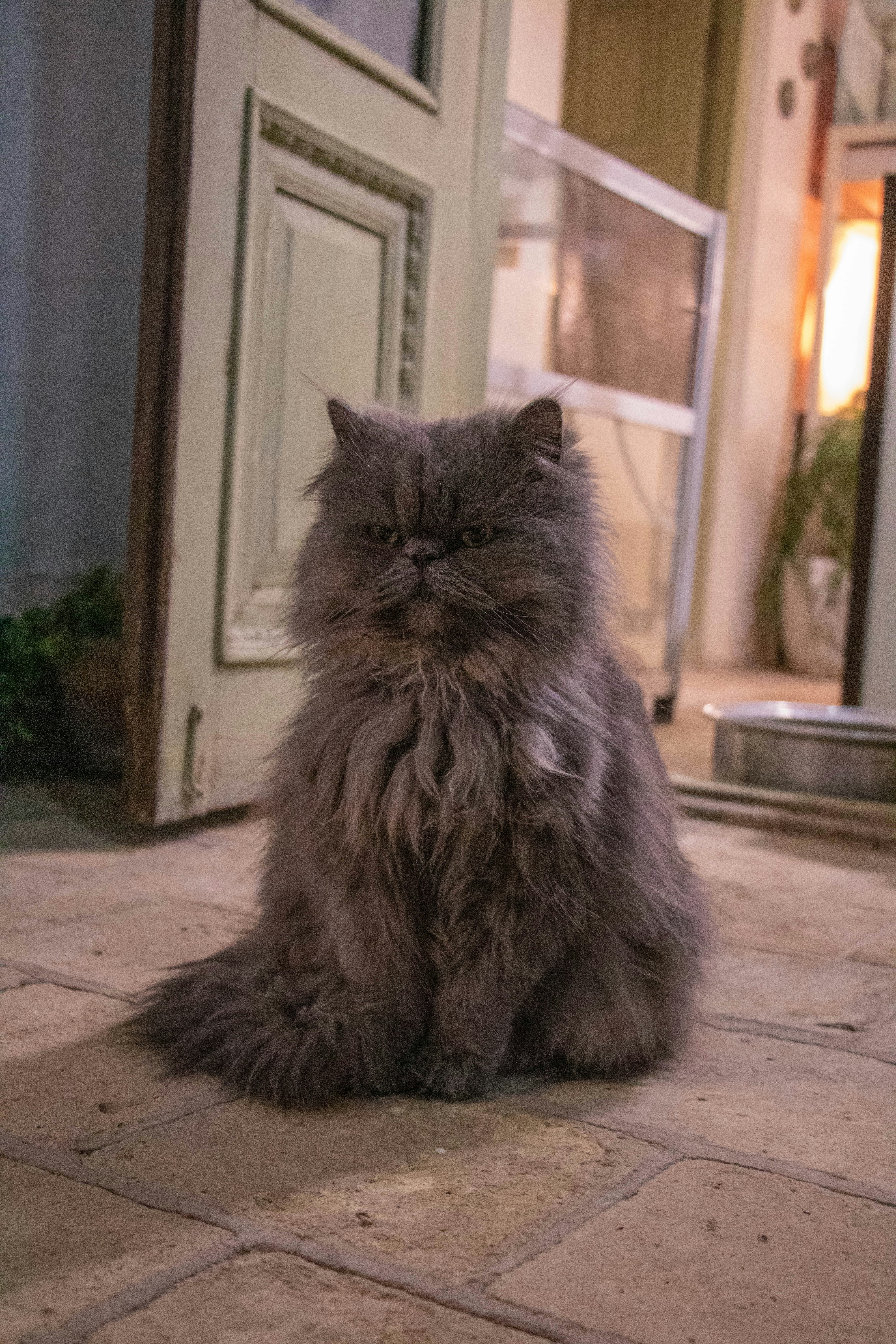Gray persian cat on white table photo – Free Yazd Image on Unsplash