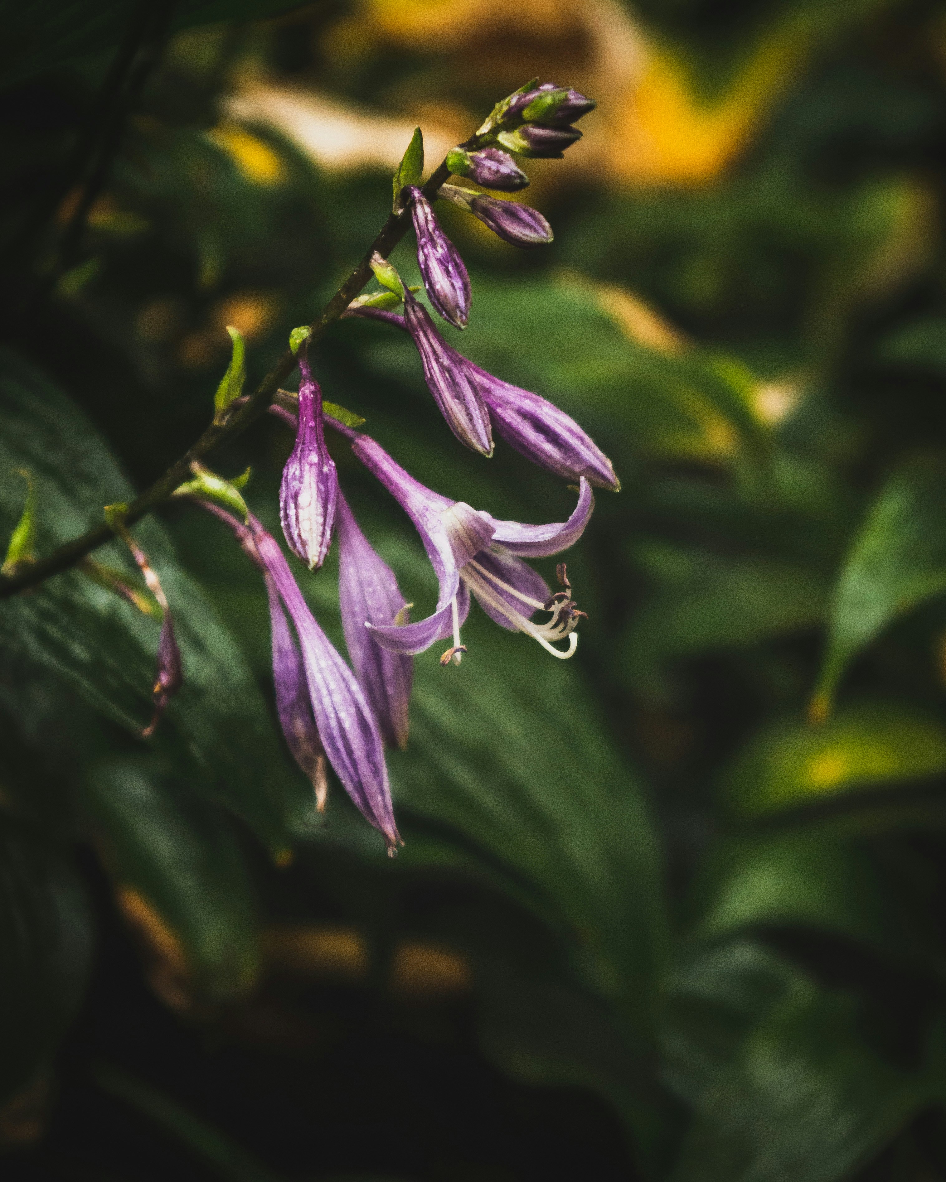 purple flower in tilt shift lens