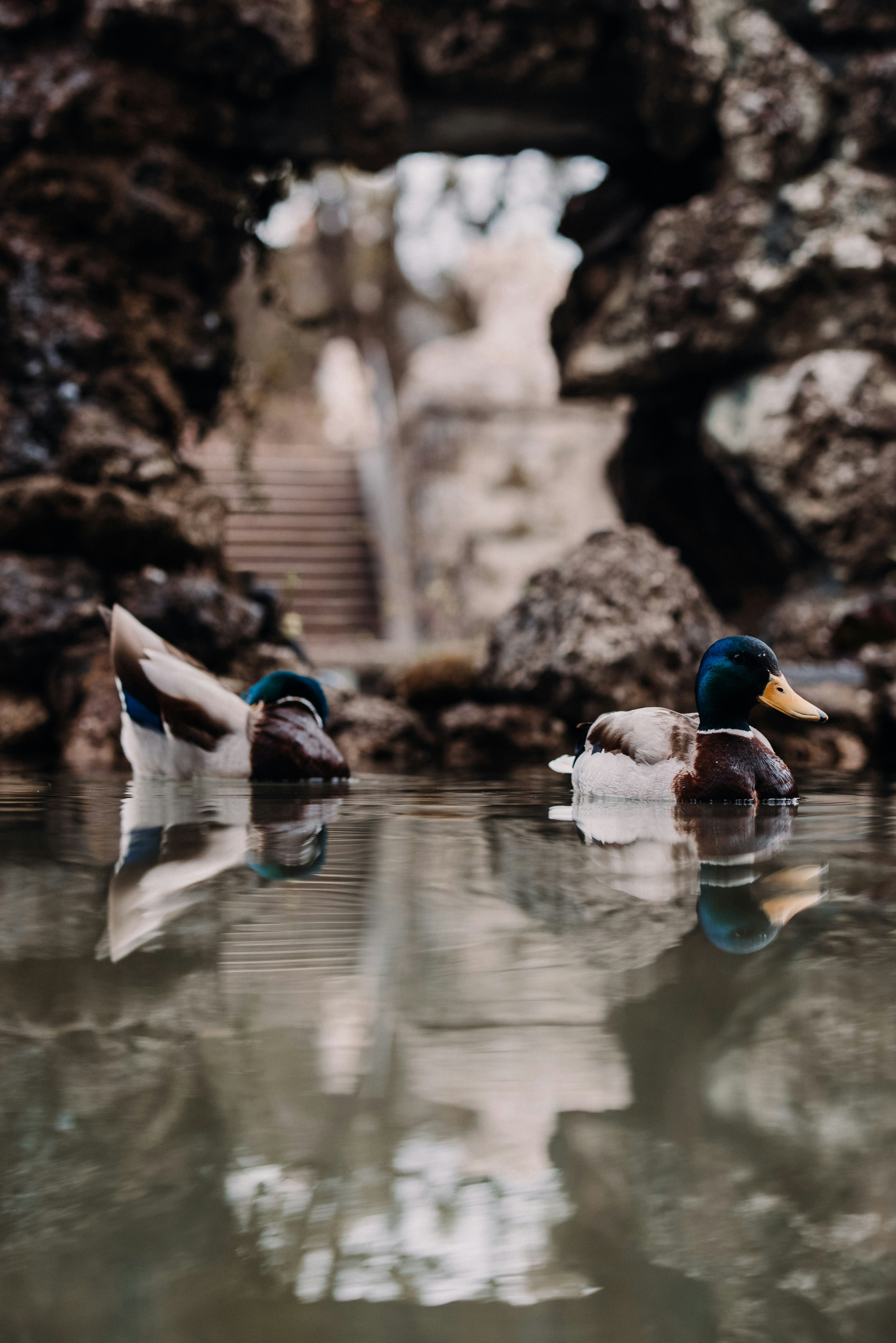 Two Mallards Drift in a Quiet Pond Under a Stone Arch