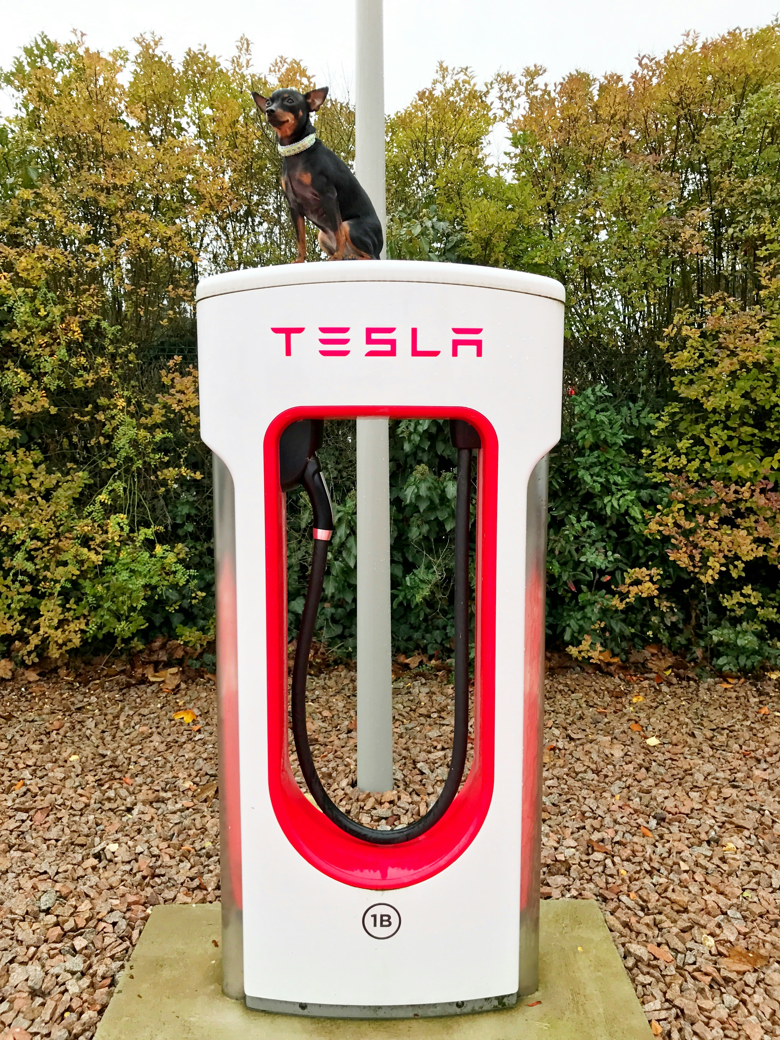 Small dog perched atop a Tesla Supercharger with autumn foliage in the background.