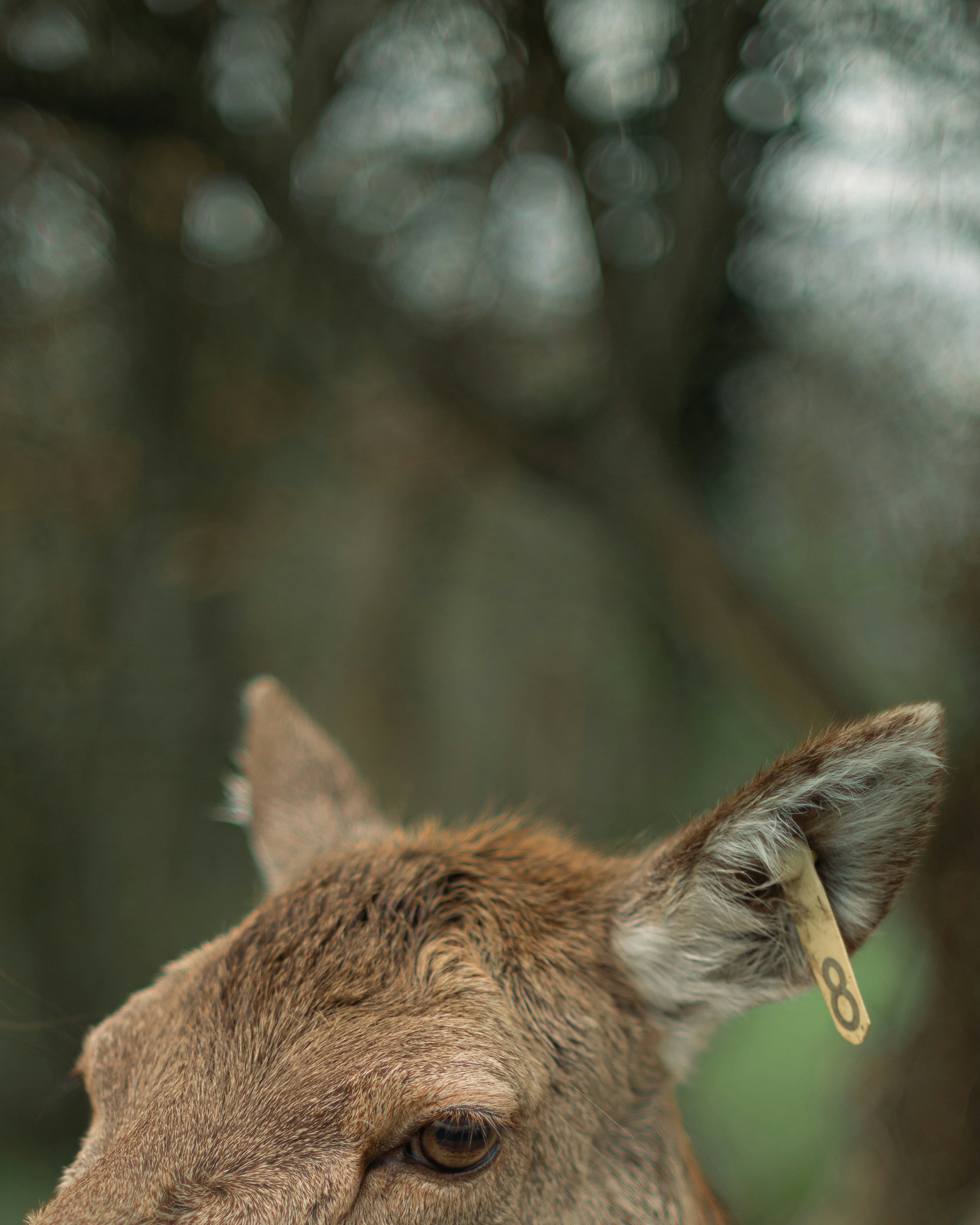 Close-up of a deer with a numbered tag on its ear, surrounded by a blurred forest backdrop. The image captures the serene expression of the animal in its natural habitat.