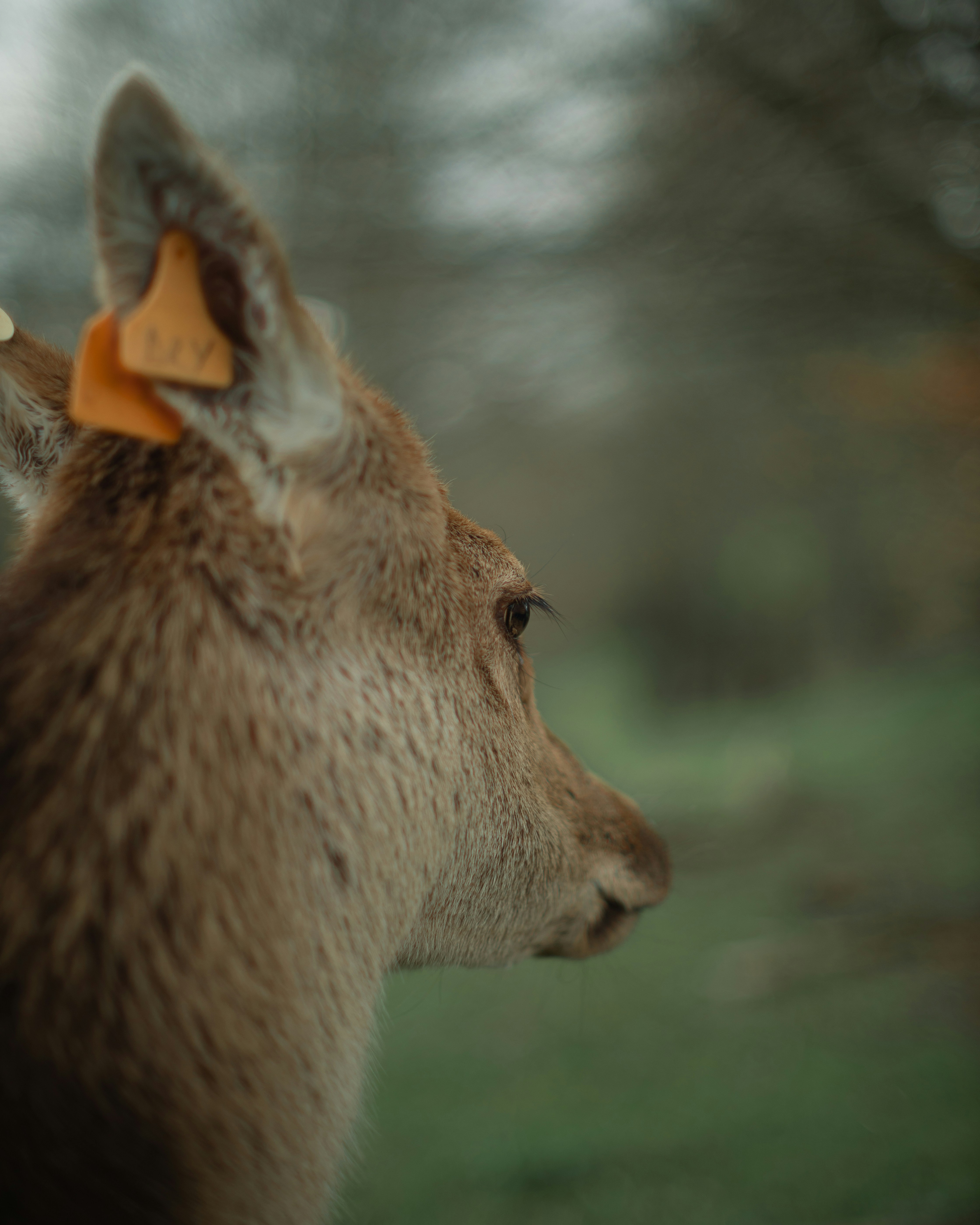 Close-up of a deer with an ear tag, gazing into the distance amidst a blurred natural background.