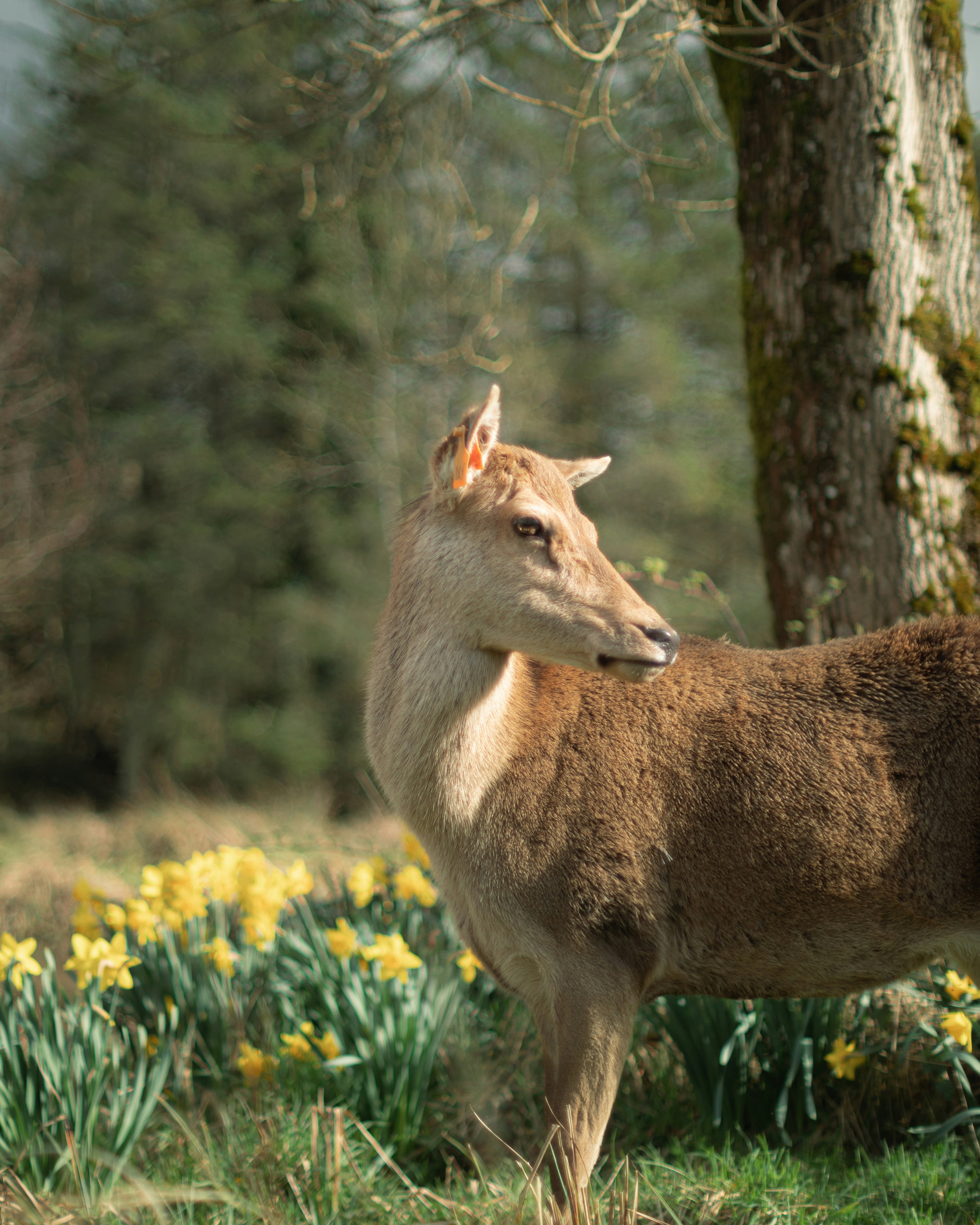 brown deer on green grass field during daytime