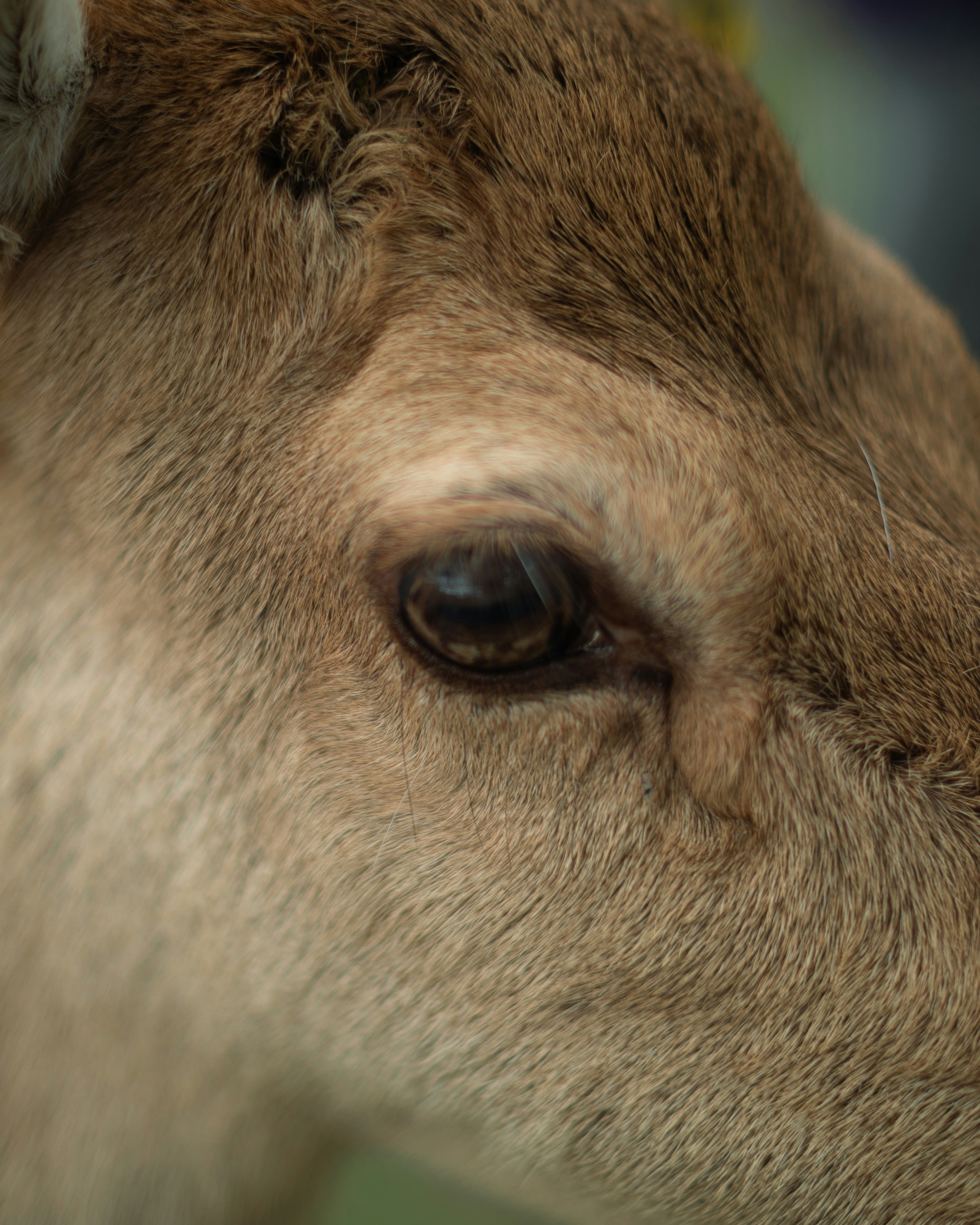Close-up of a deer's face, showcasing its gentle features and expressive eye. The soft focus highlights the texture of its fur.