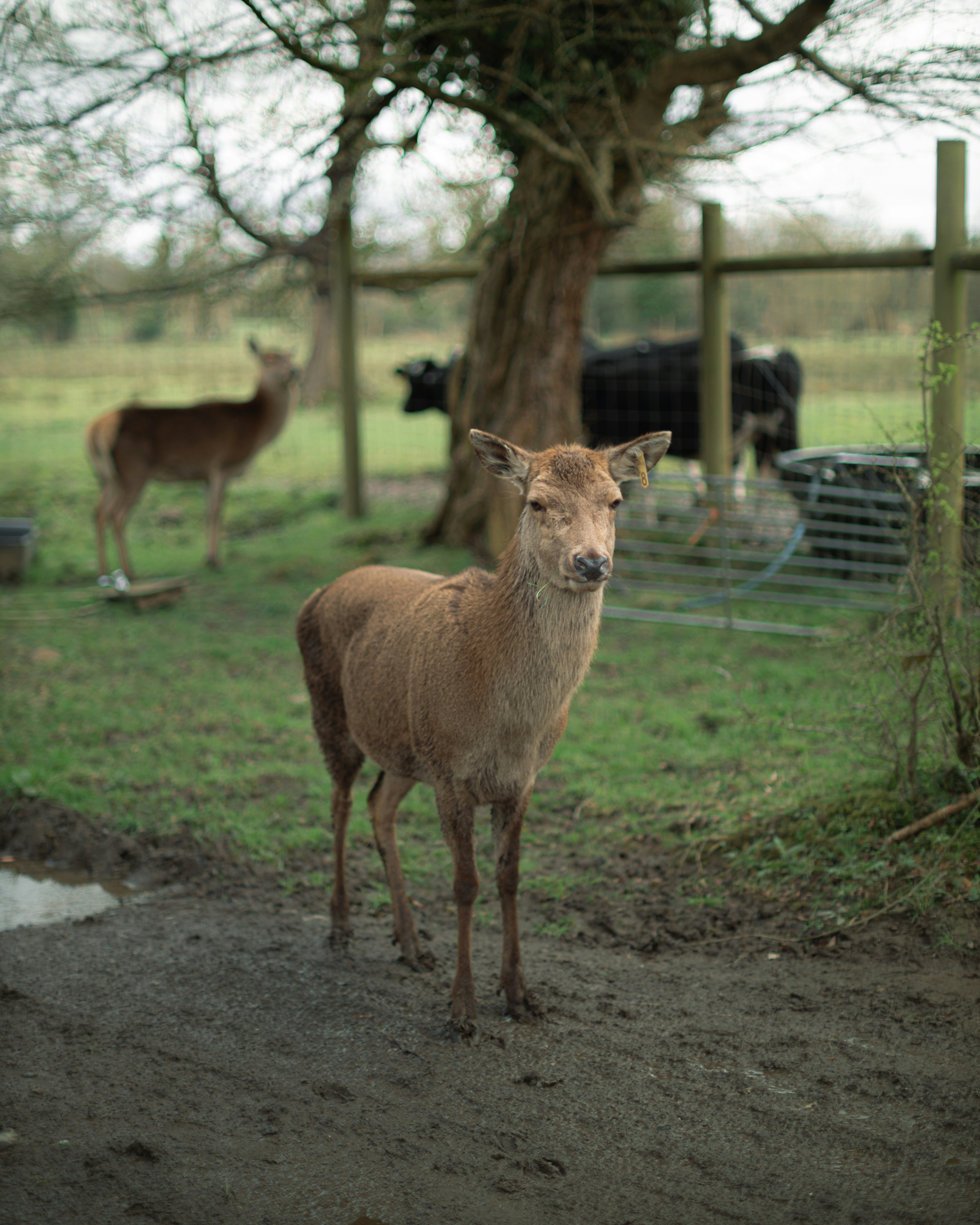 Curious Doe at the Farm Gate