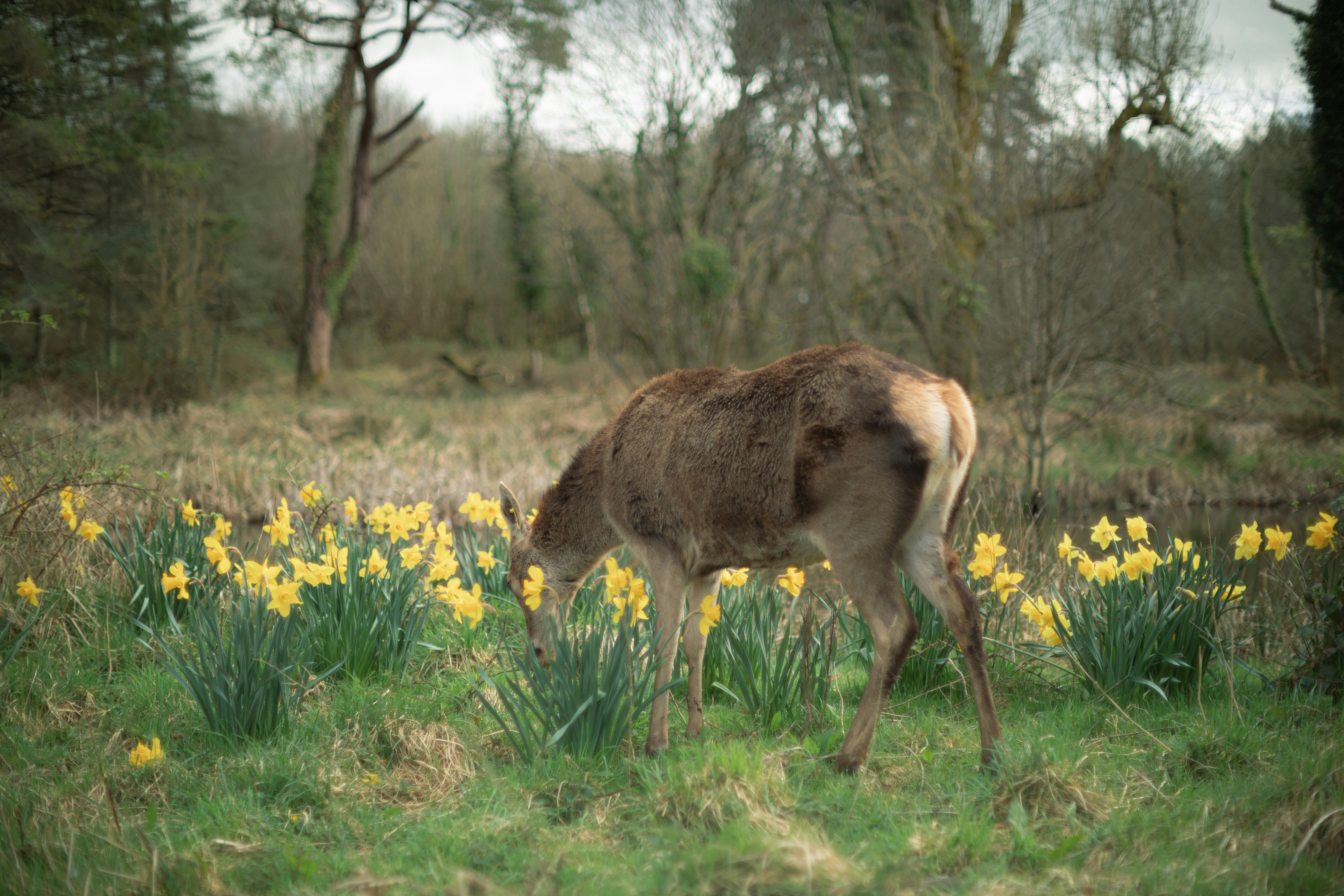 Hushed Meadow Reverie: a deer navigating a carpet of daffodils