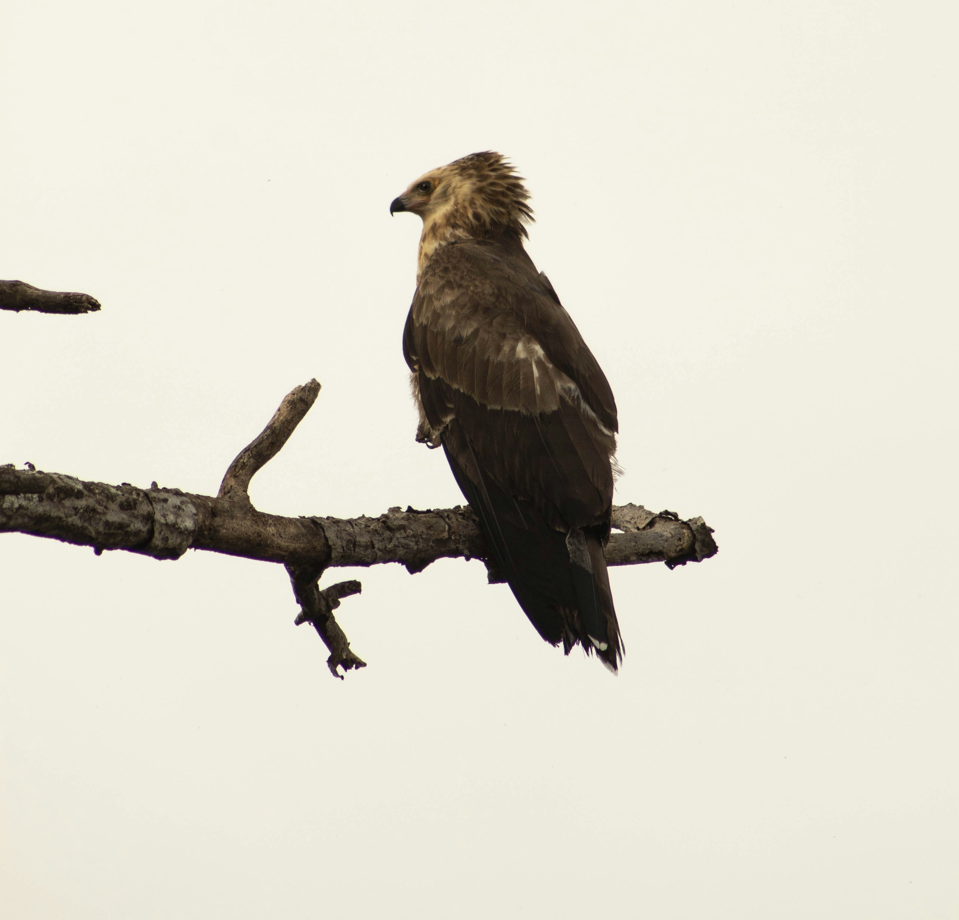 A powerful bird of prey perched on a barren branch, gazing into the distance against a muted backdrop.