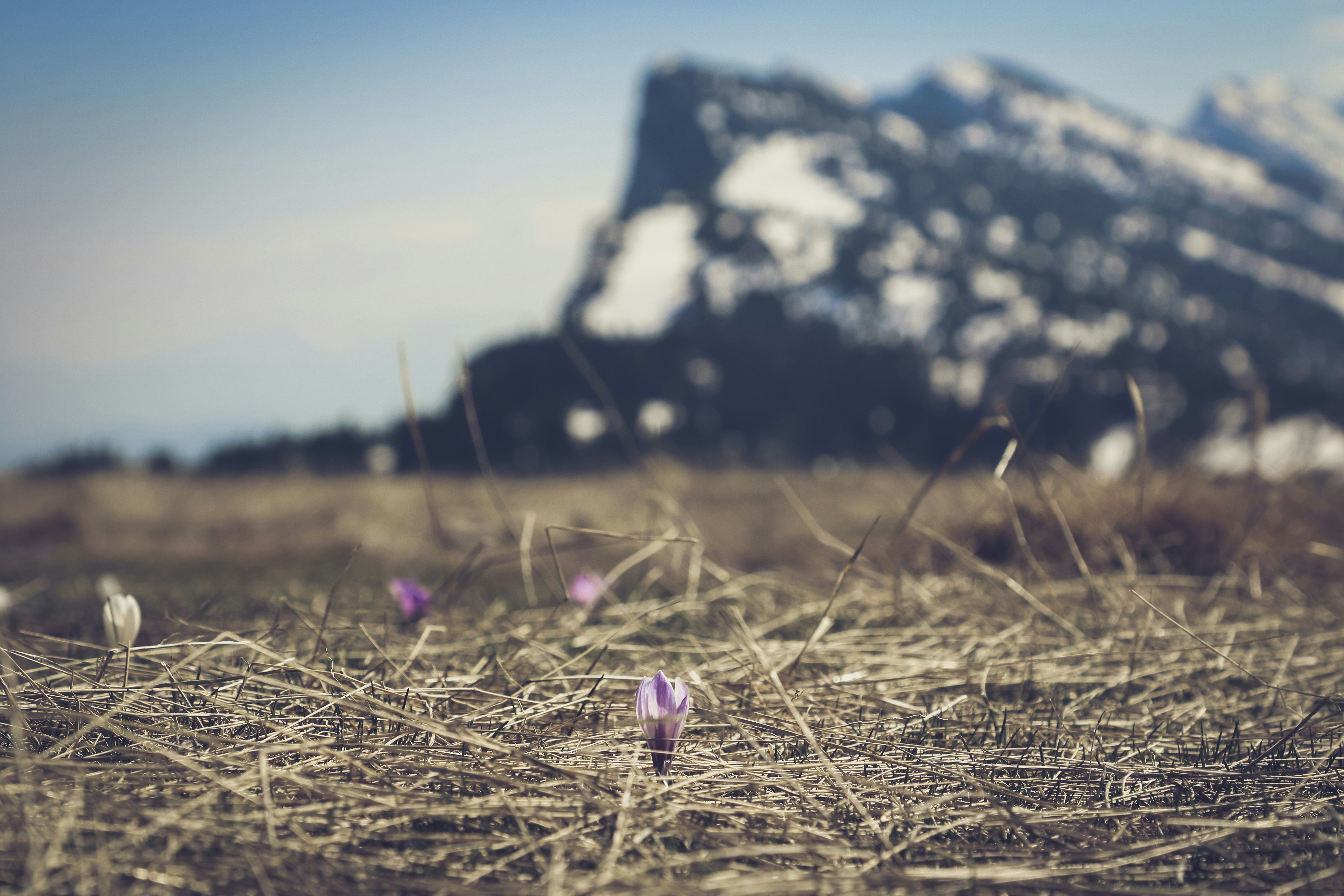 Delicate crocuses bloom amidst dry grass, set against a backdrop of snow-capped mountains. The scene captures the transition from winter to spring.