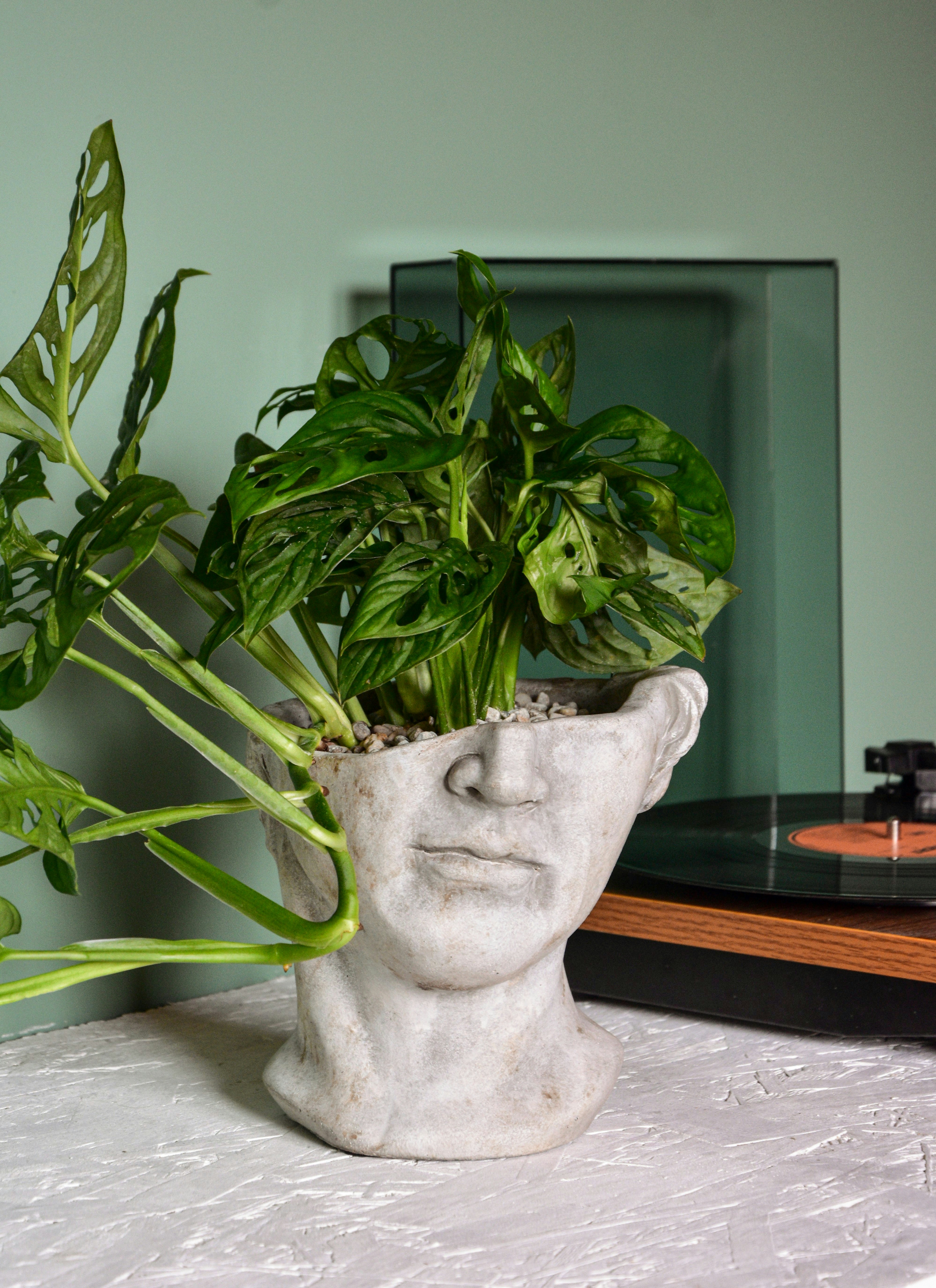 Verdant Crown: Leaves Spill from a Marble Bust Planter by a Turntable