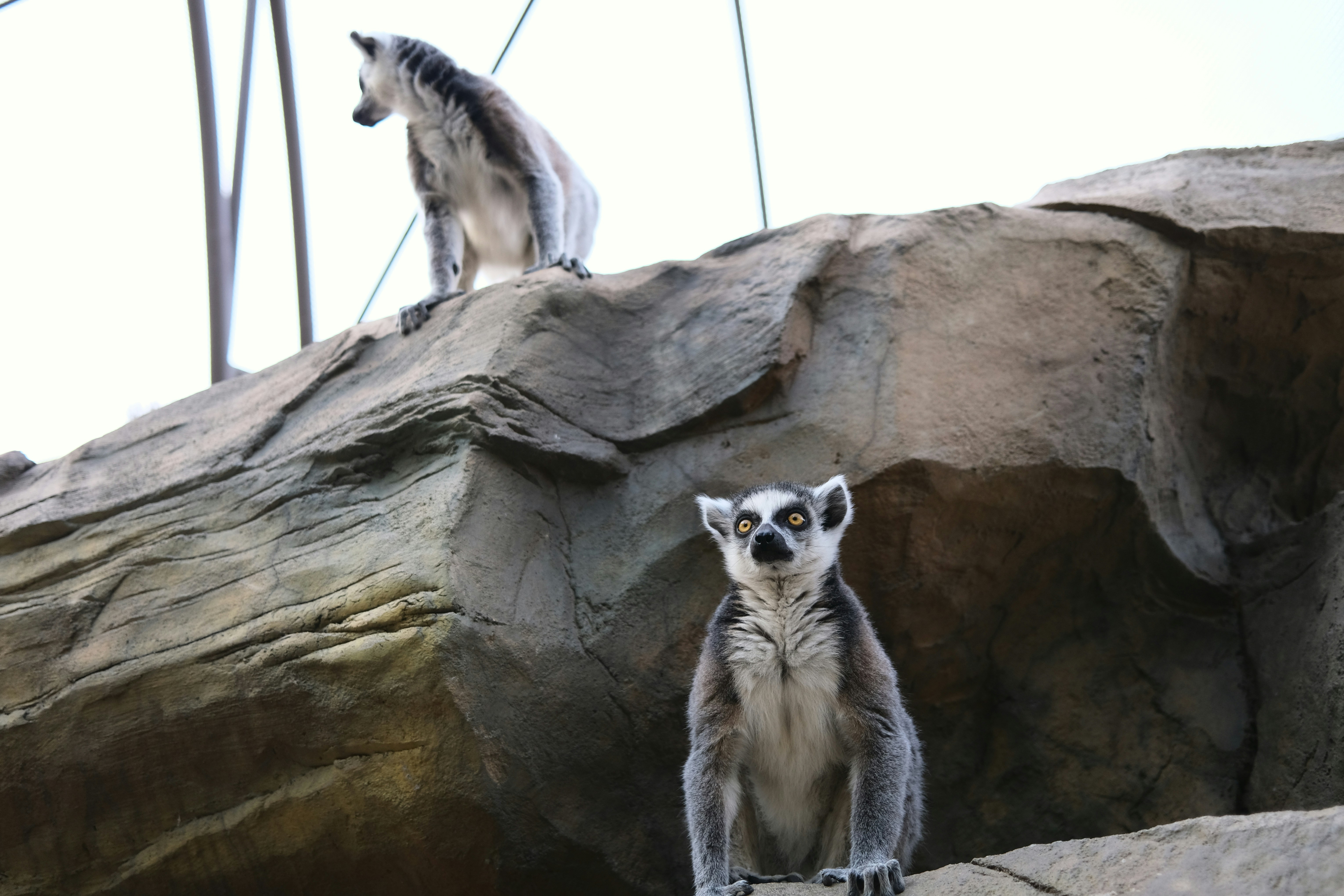 Grounded Gaze: Lemurs on a Rocky Outcrop