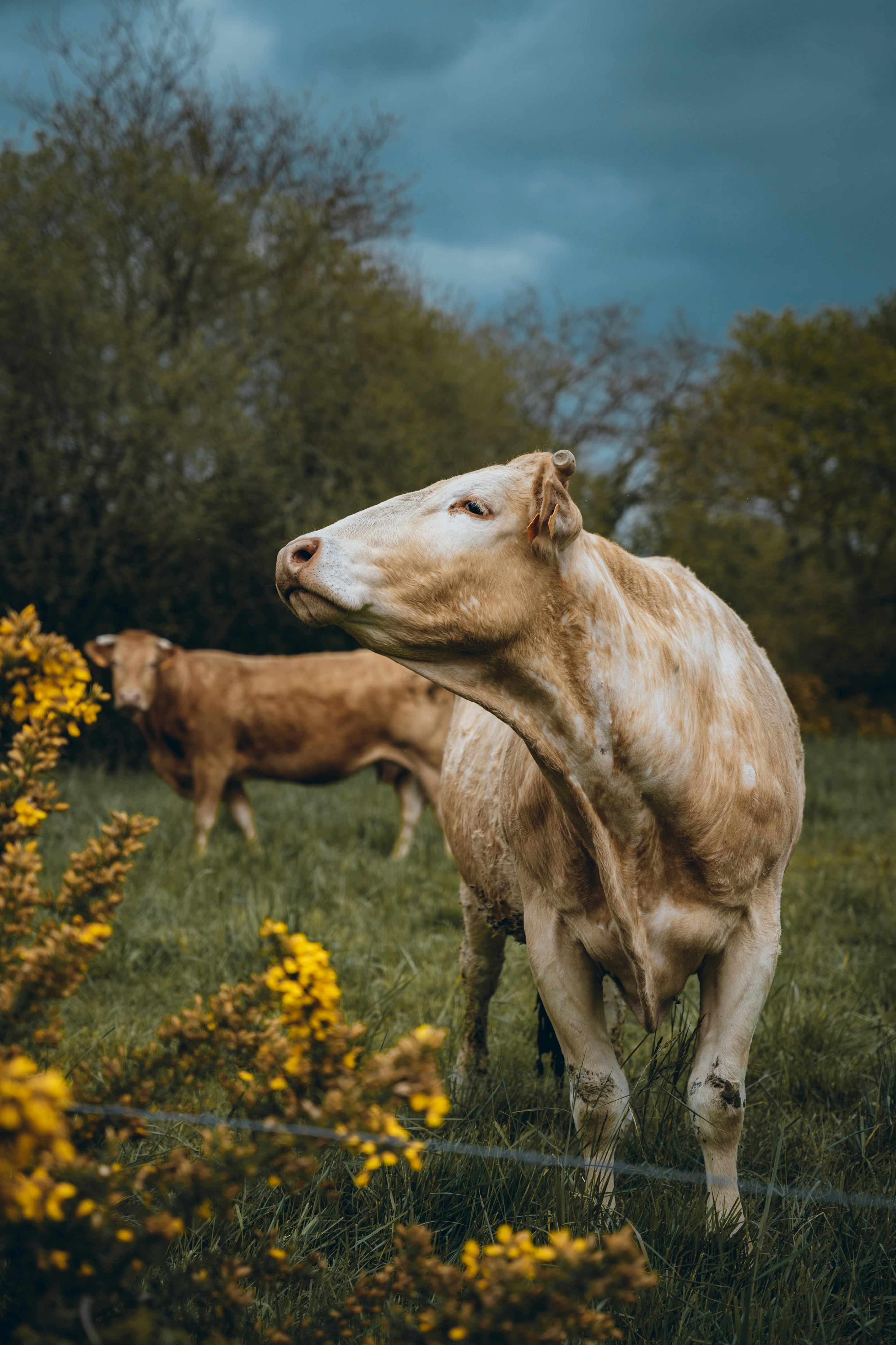 A light-colored cow stands prominently in a lush green field, surrounded by vibrant yellow flowers and a backdrop of trees under a moody sky.