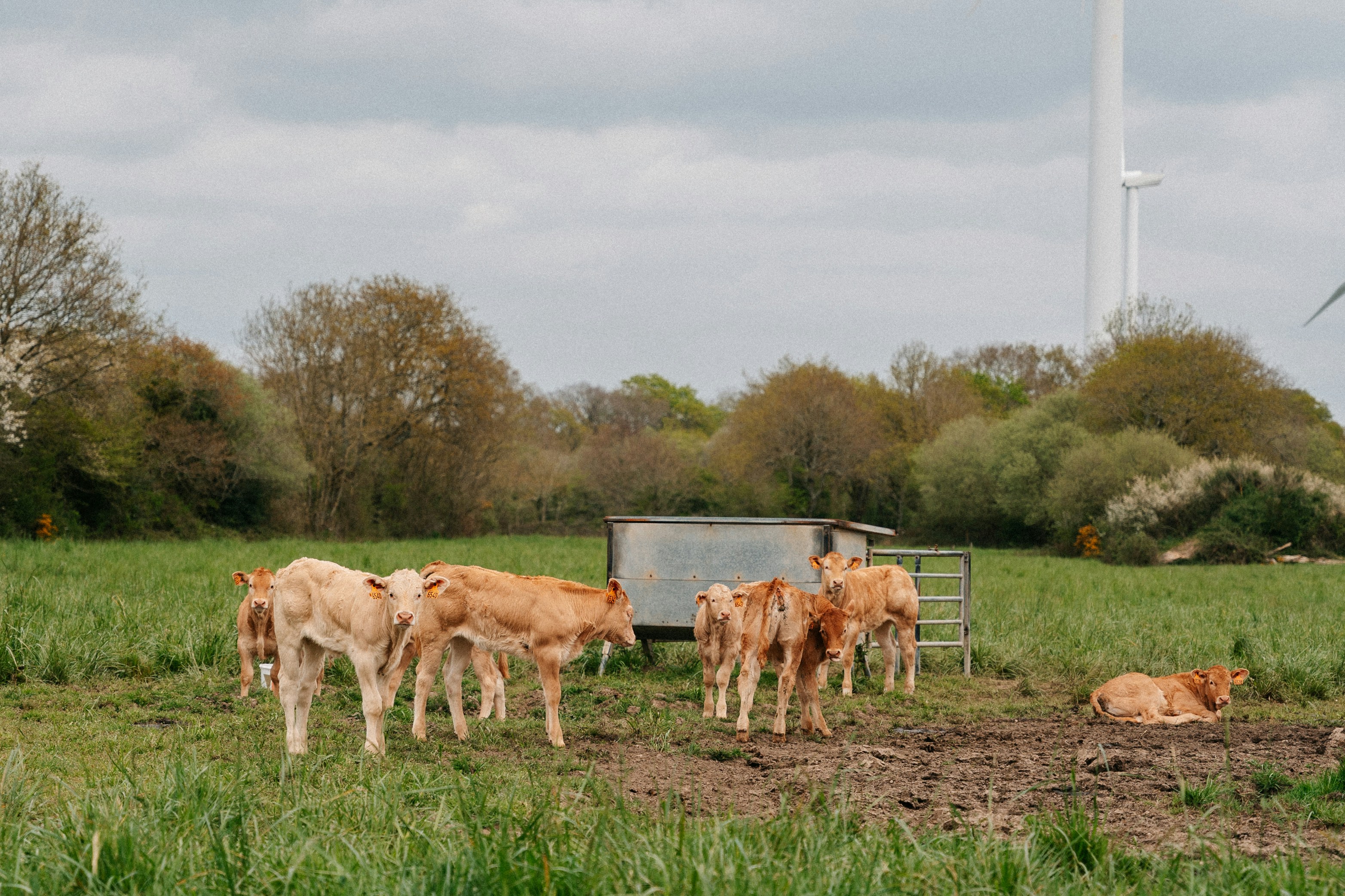 Pastoral Harmony Beneath Wind Turbines