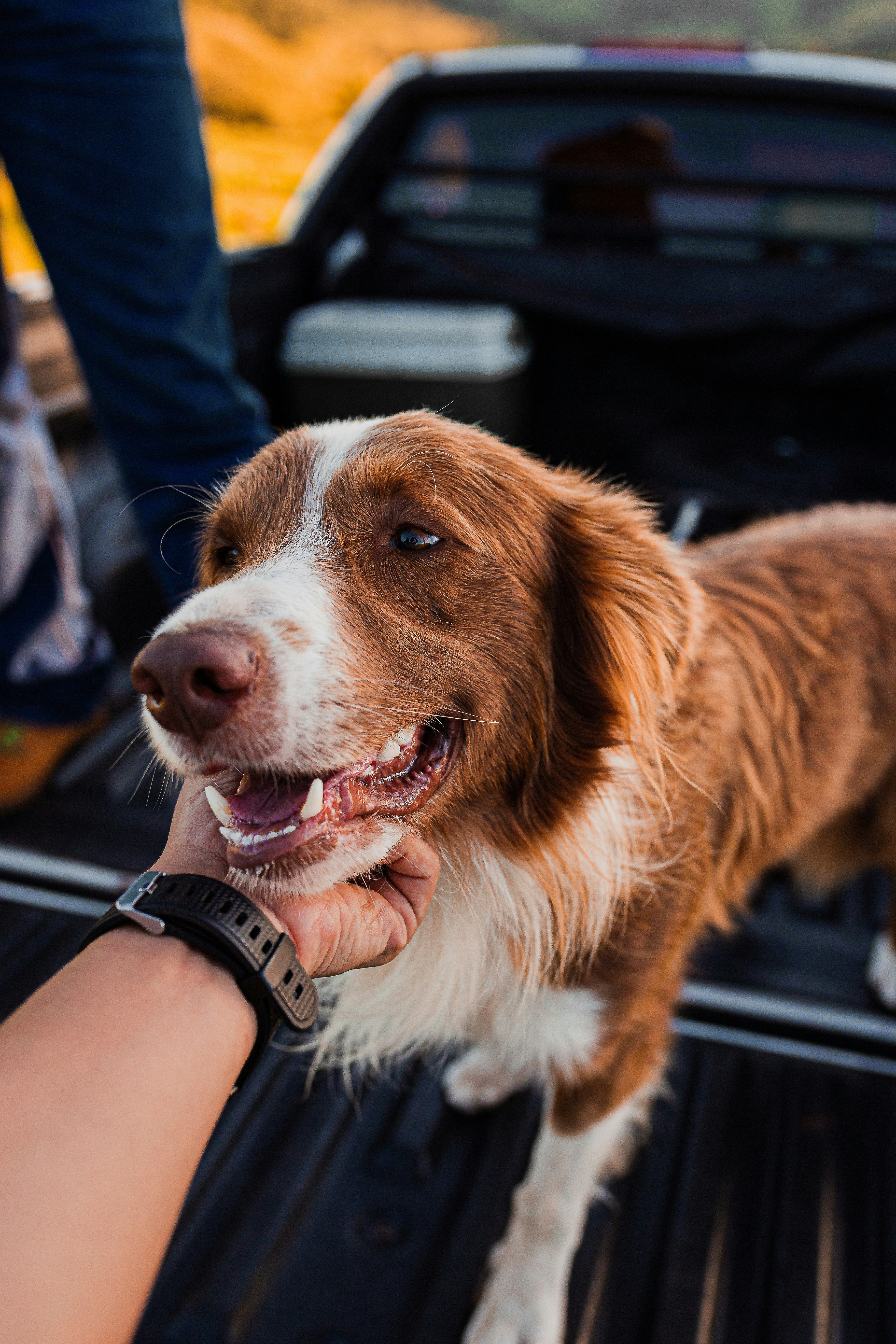 Sunset Joy in the Pickup Bed: A Dog's Gentle Greeting