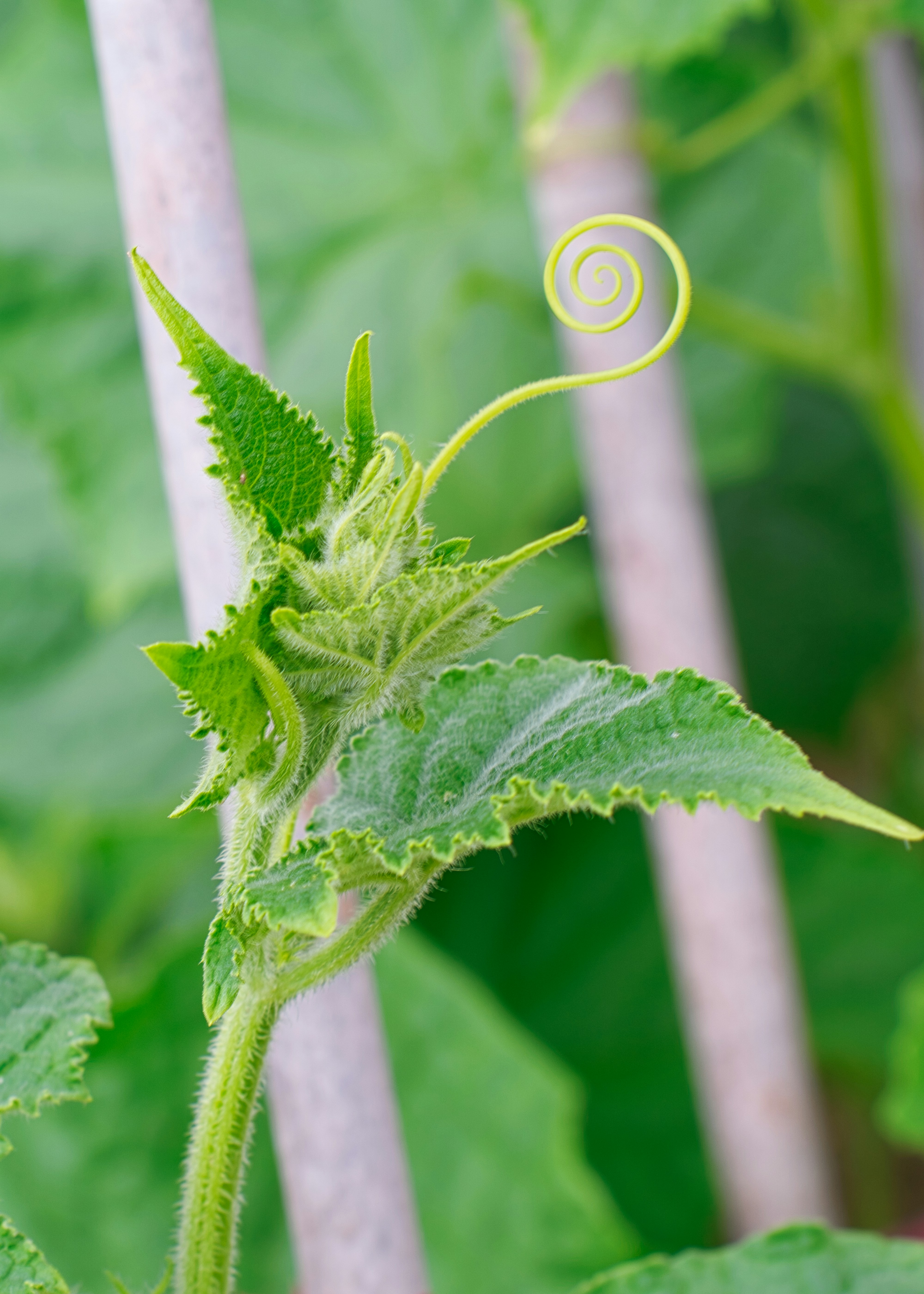 Curled Tendril and Fuzzy Leaves: A Young Vine Reaching for Light