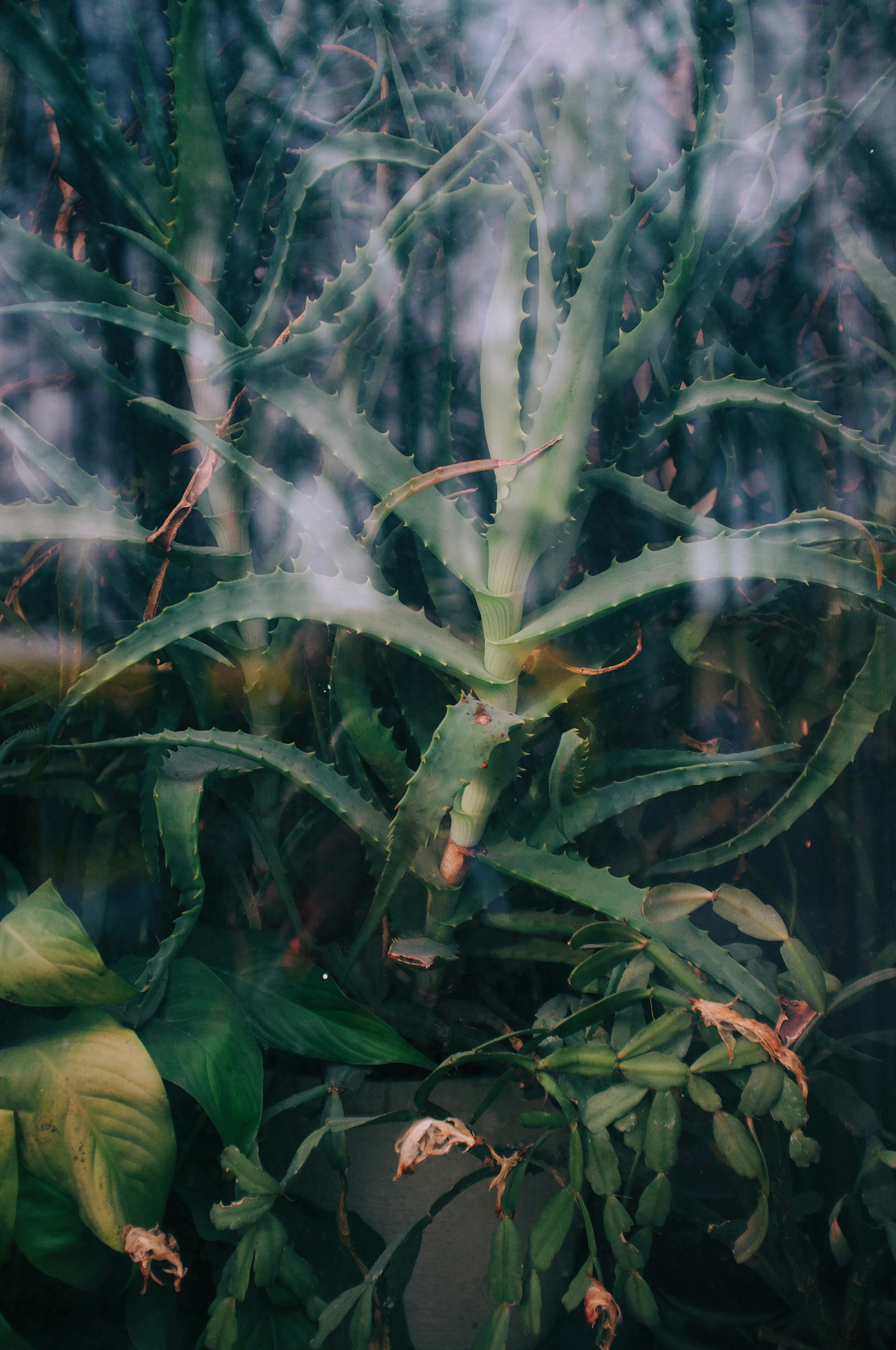 Greenscape Through Glass: A Fern and Aloe Window Still-Life