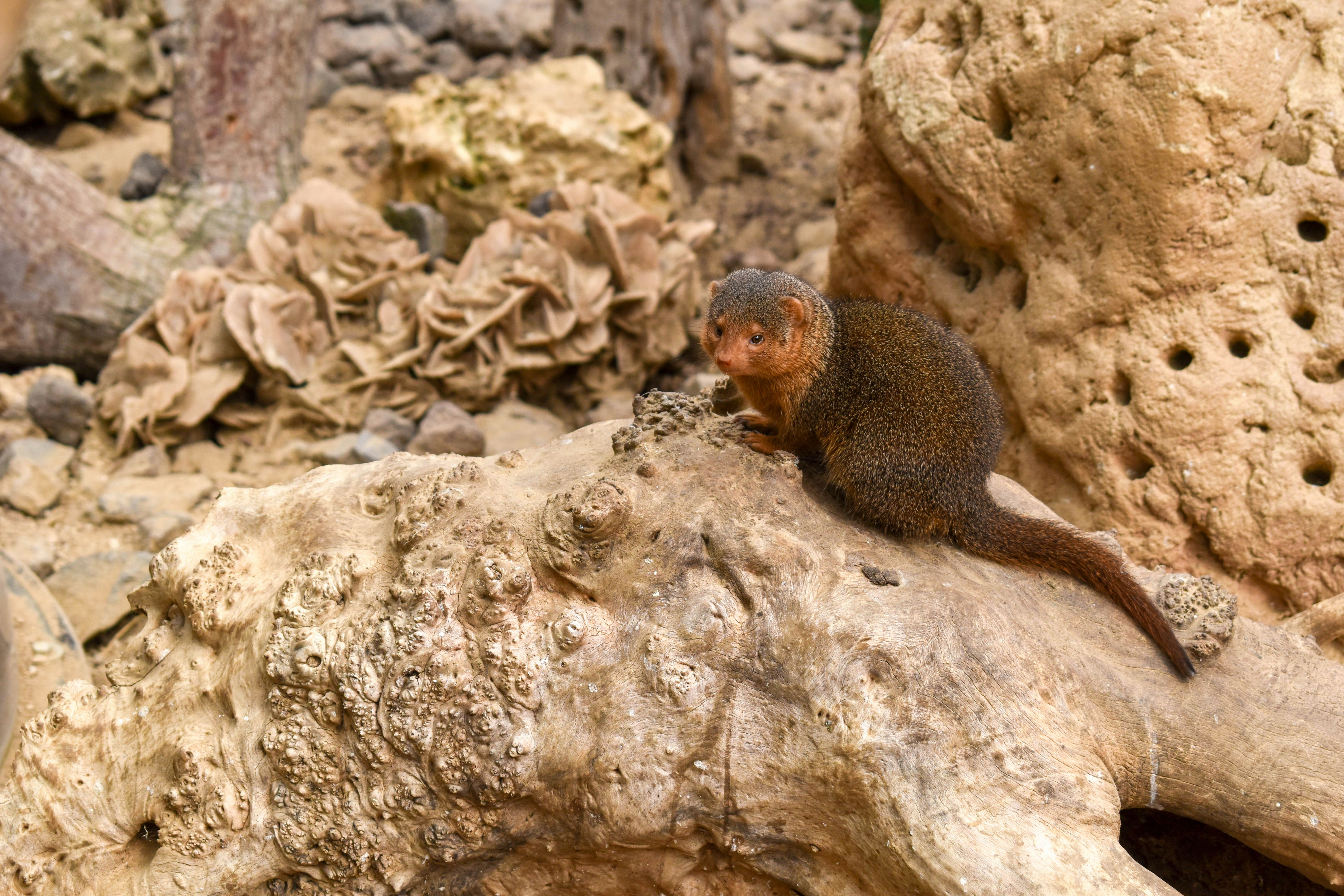 A mongoose perched on a textured log amidst earthy tones and natural elements. The scene showcases the creature's alert demeanor.