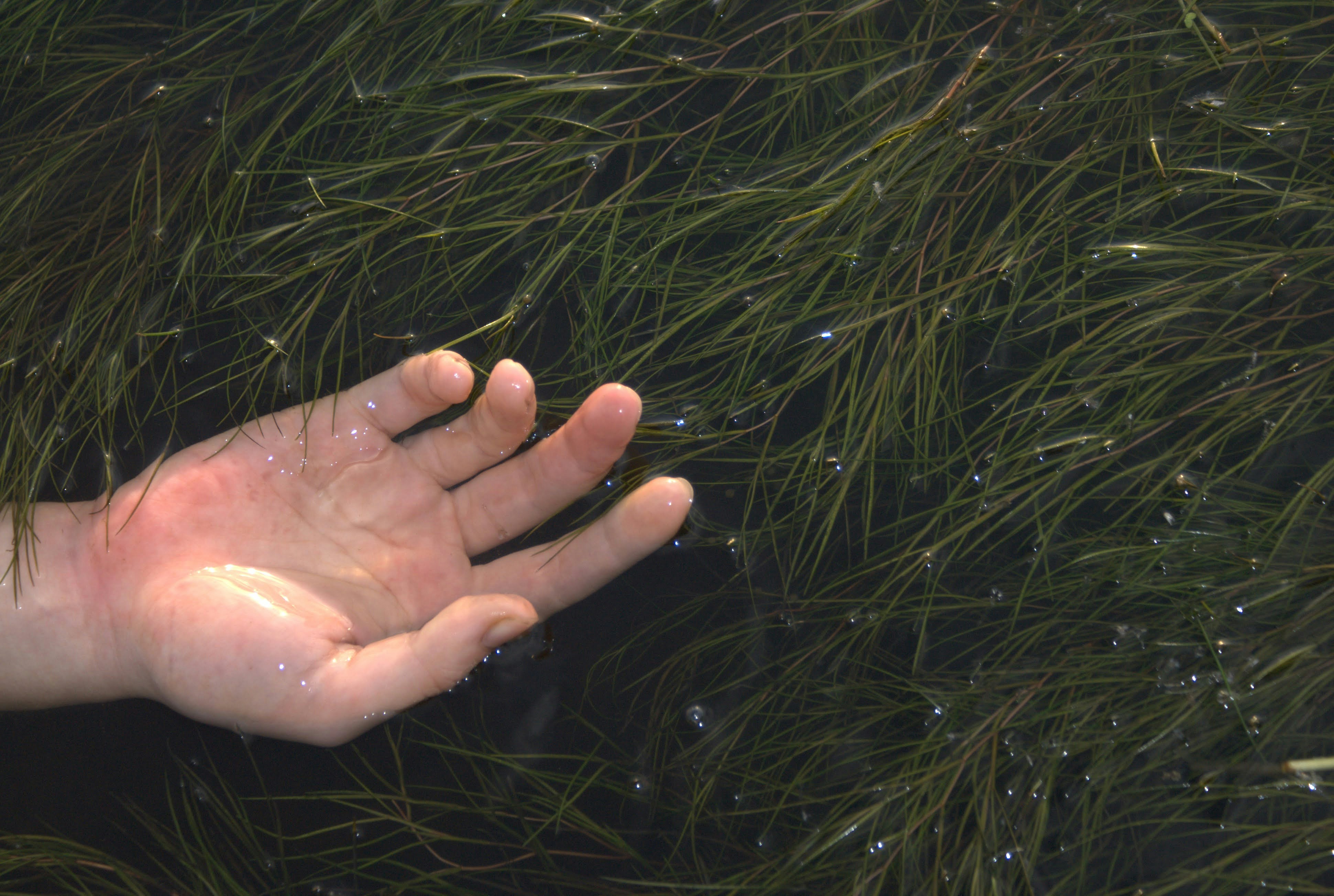 Gentle Hand Reaching Through Seaweed