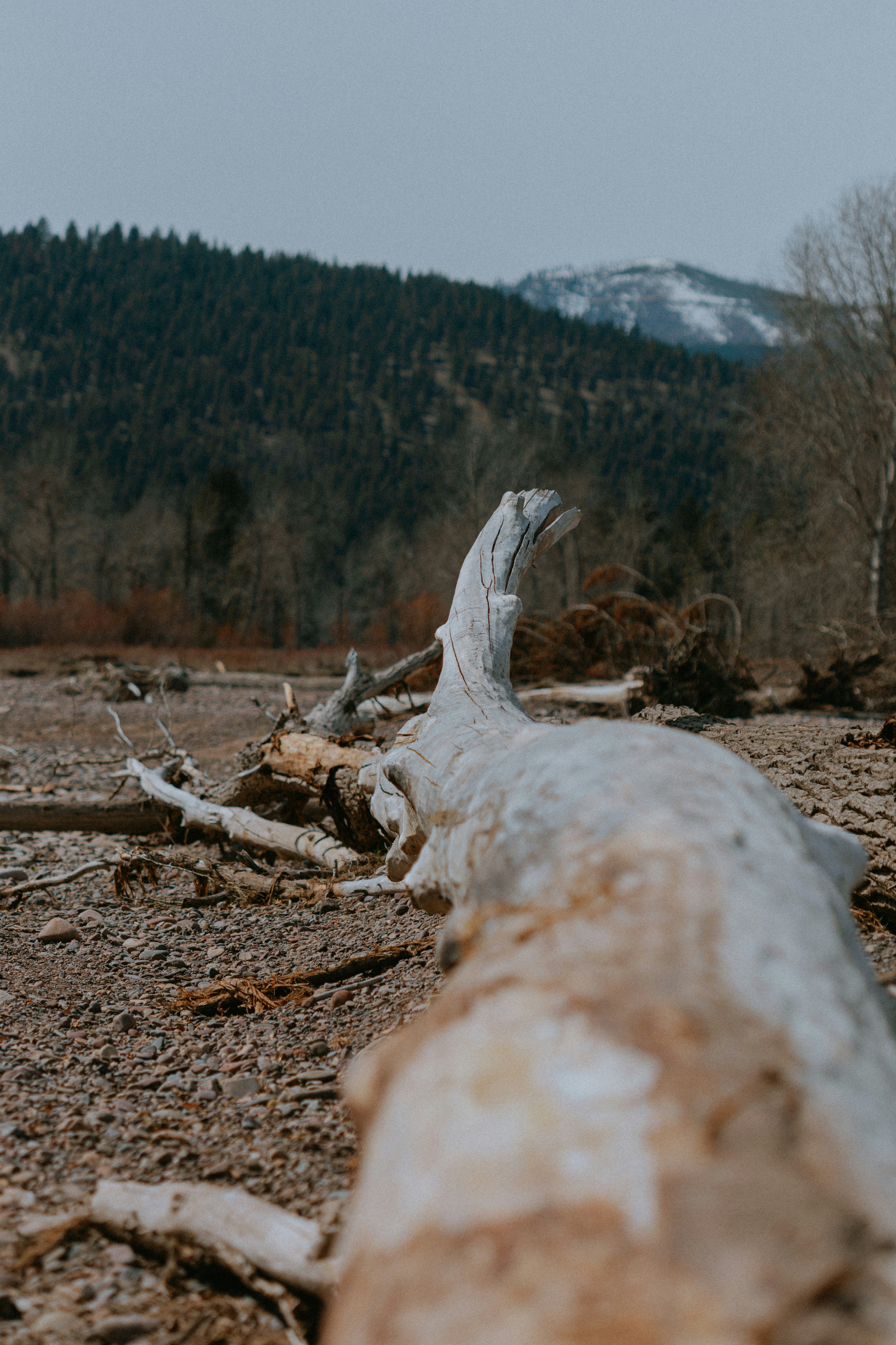 Weathered Driftwood Reaches Toward a Distant Alpine Horizon
