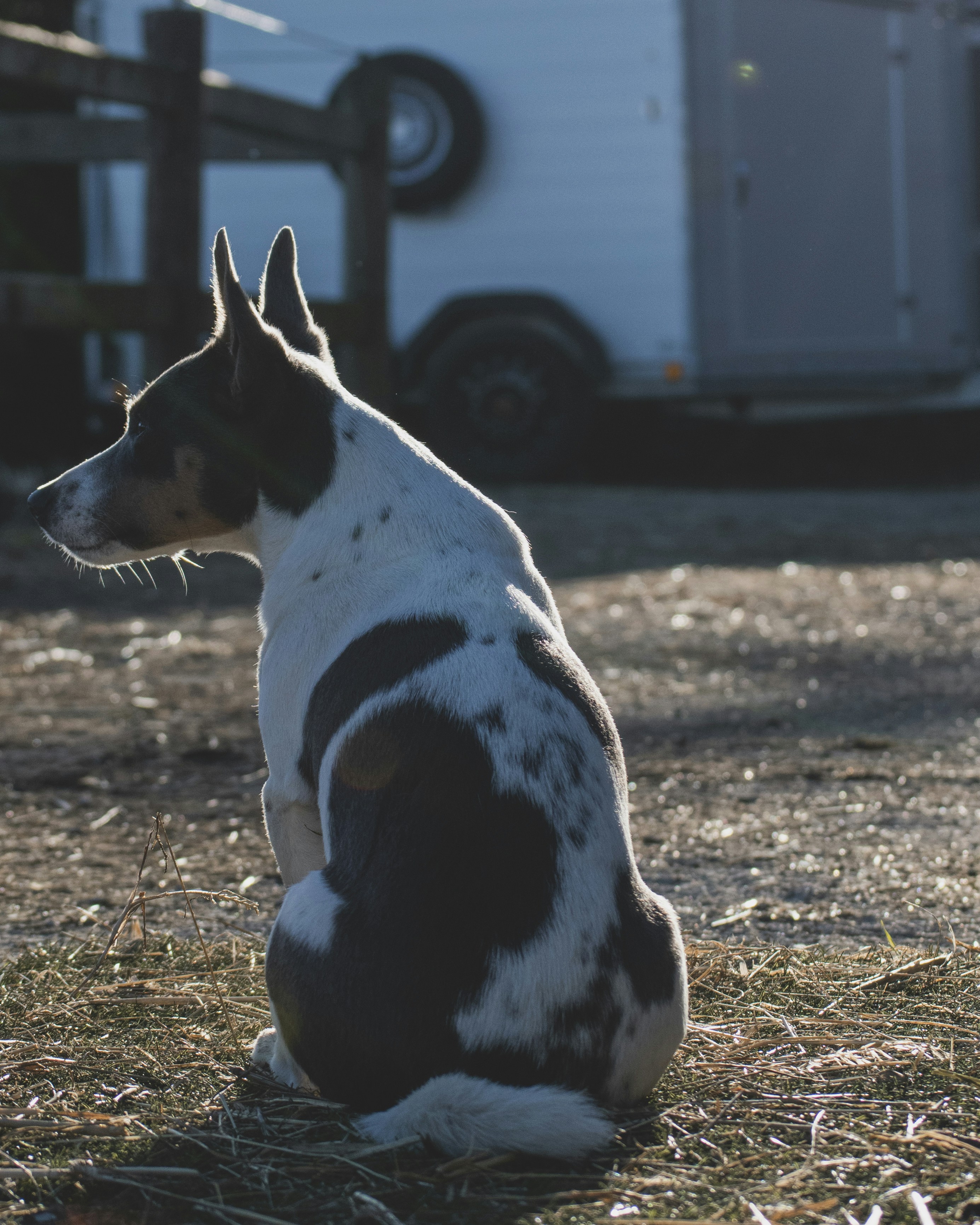 Backlit Profile: A Black-and-White Dog at Rest by a Trailer